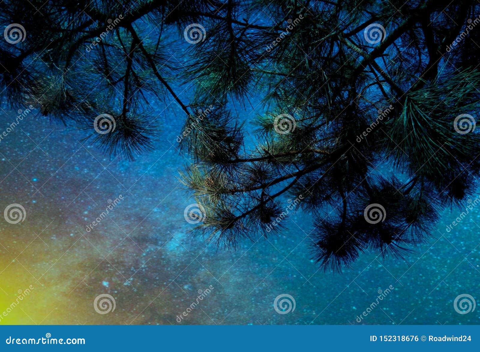 Pine Tree with Starry Night Sky Stock Photo - Image of wallpaper, night ...