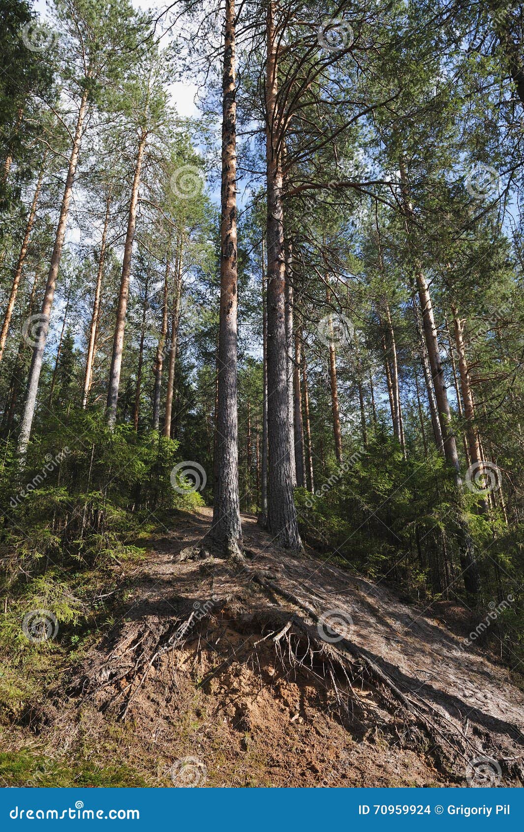 Pine tree stock photo. Image of earth, strong, sand, evening - 70959924