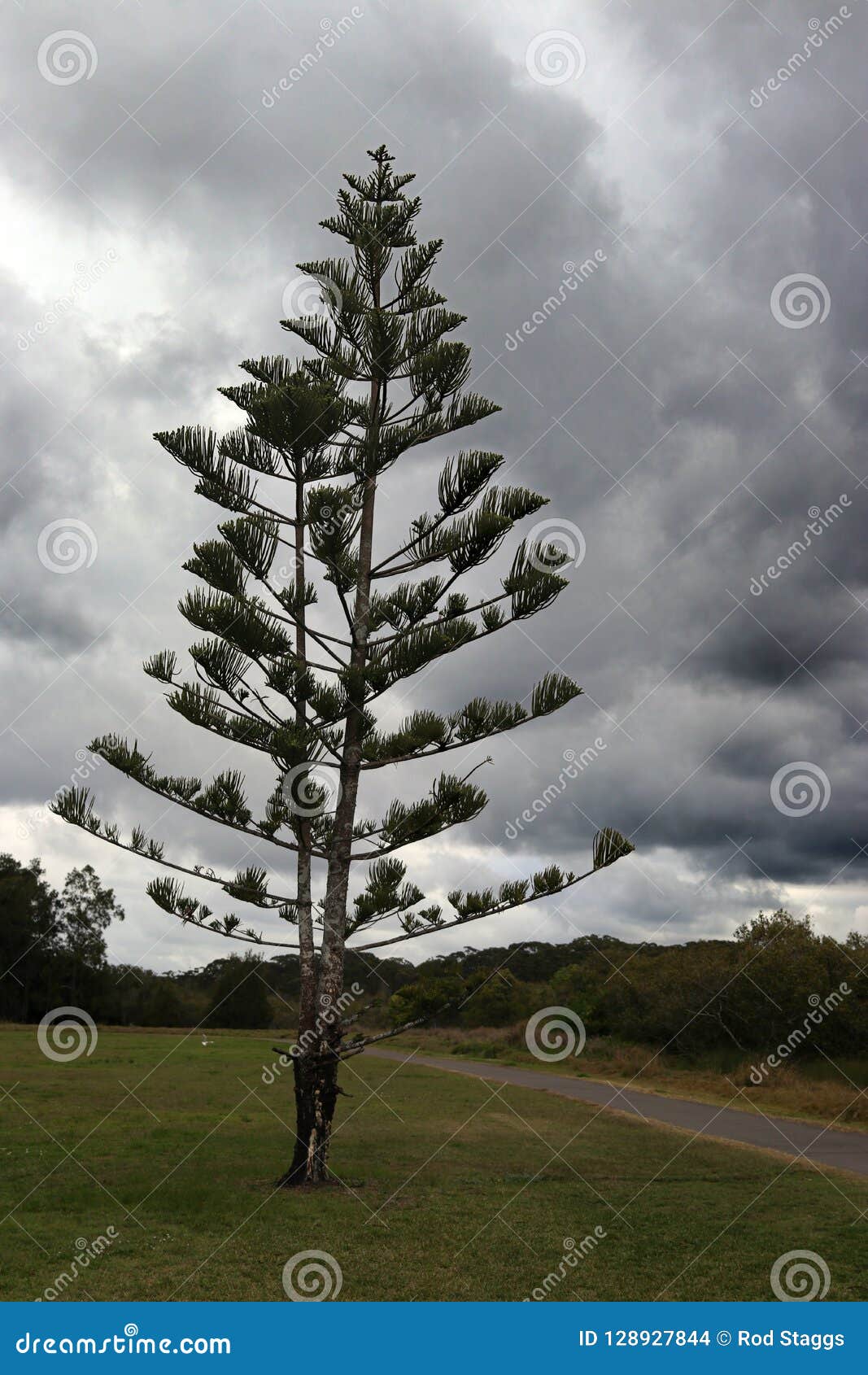 Pine Tree with a Stormy Background Stock Photo - Image of cloudscape ...