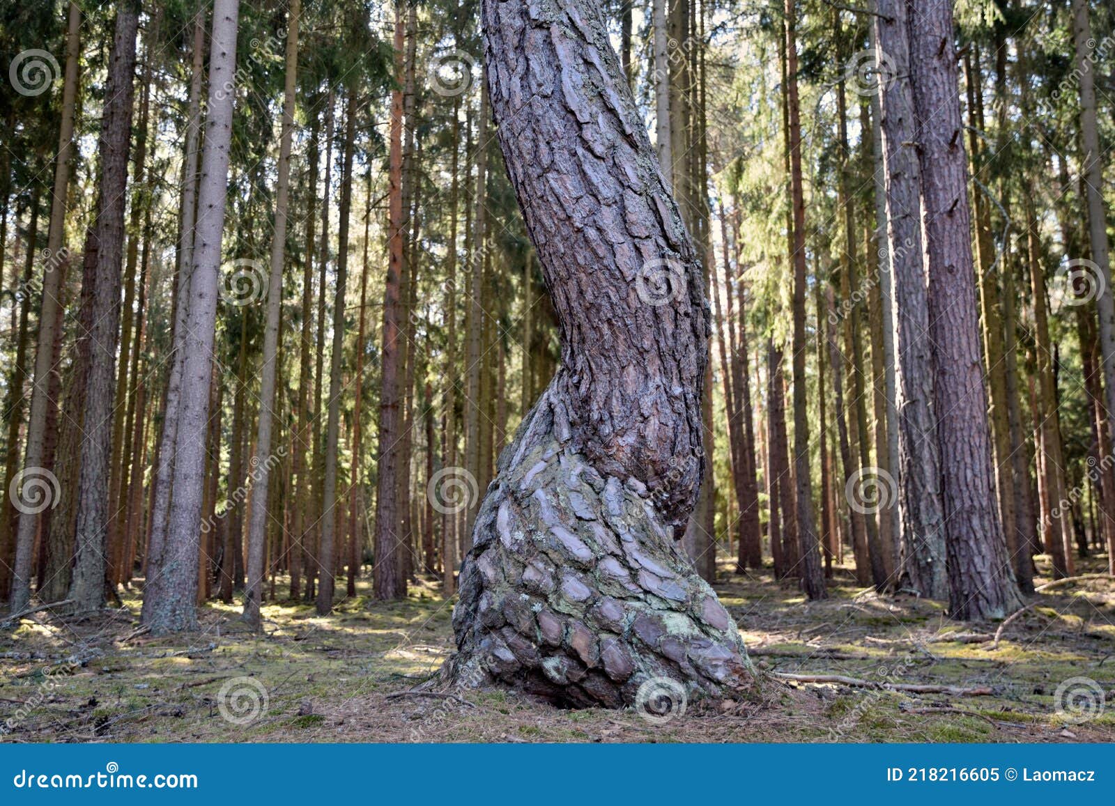 A Pine Tree of a Strange Shape Stock Image - Image of green, foreground ...