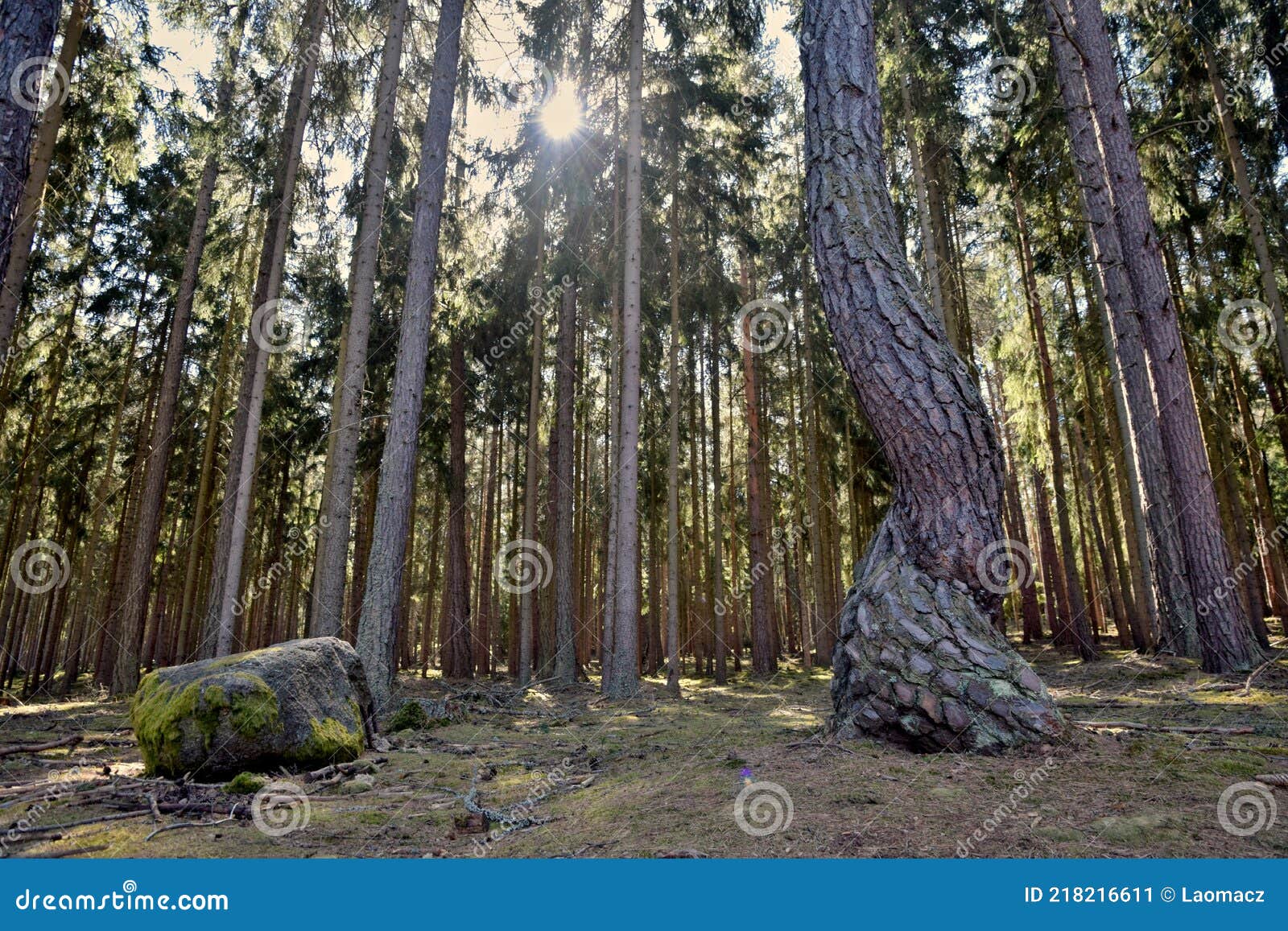 A Pine Tree of a Strange Shape Stock Image - Image of autumn ...