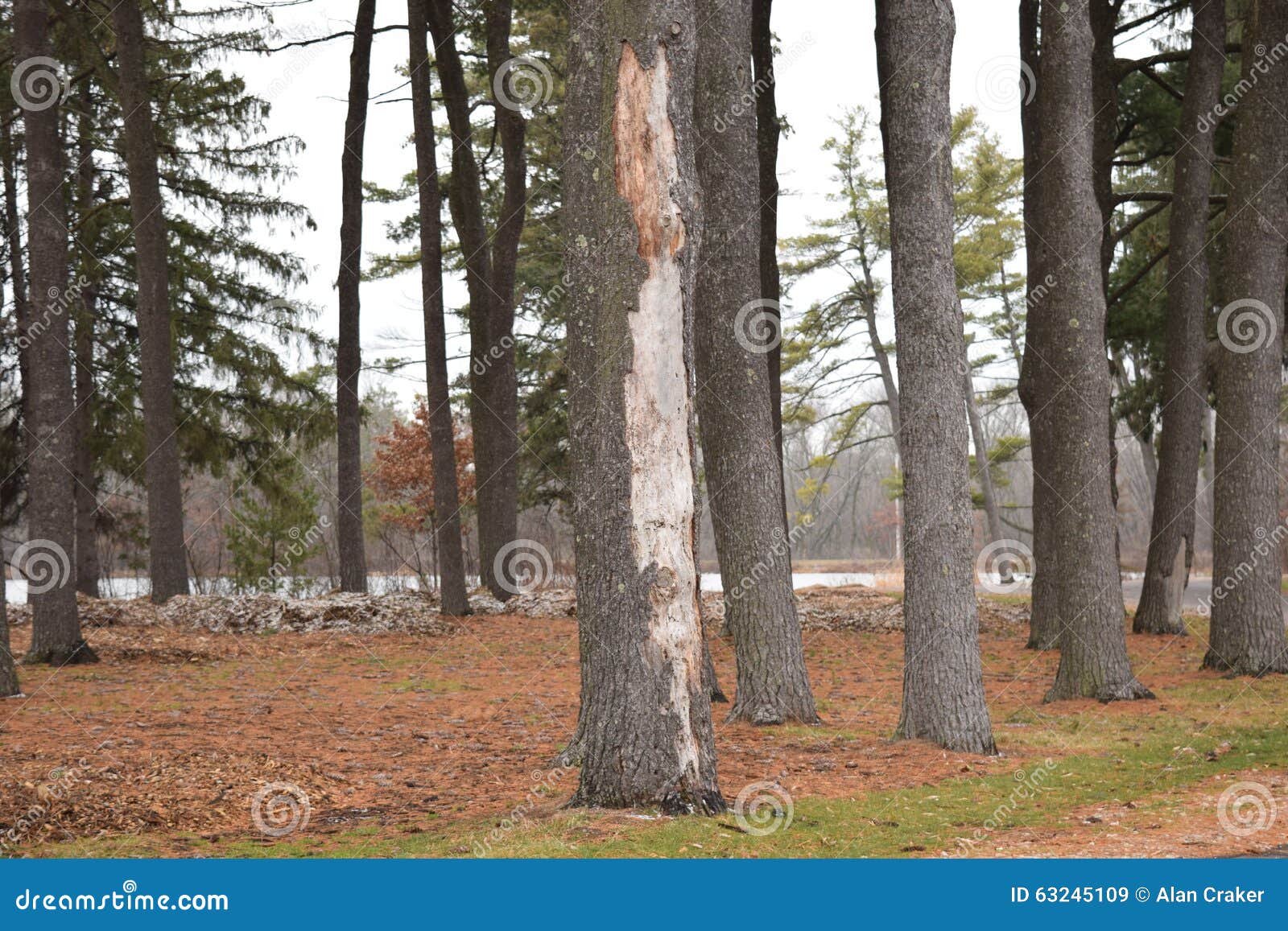 Pine Tree Struck by Lightning. Stock Image - Image of forest, lightning ...