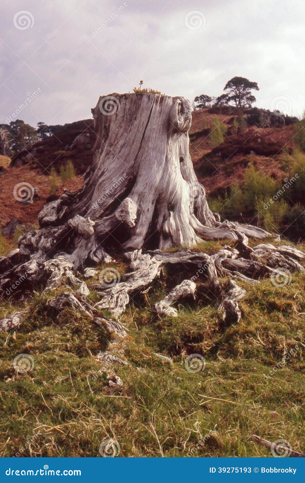Pine Tree Stump, Caledonian Forest Stock Image - Image of scottish ...