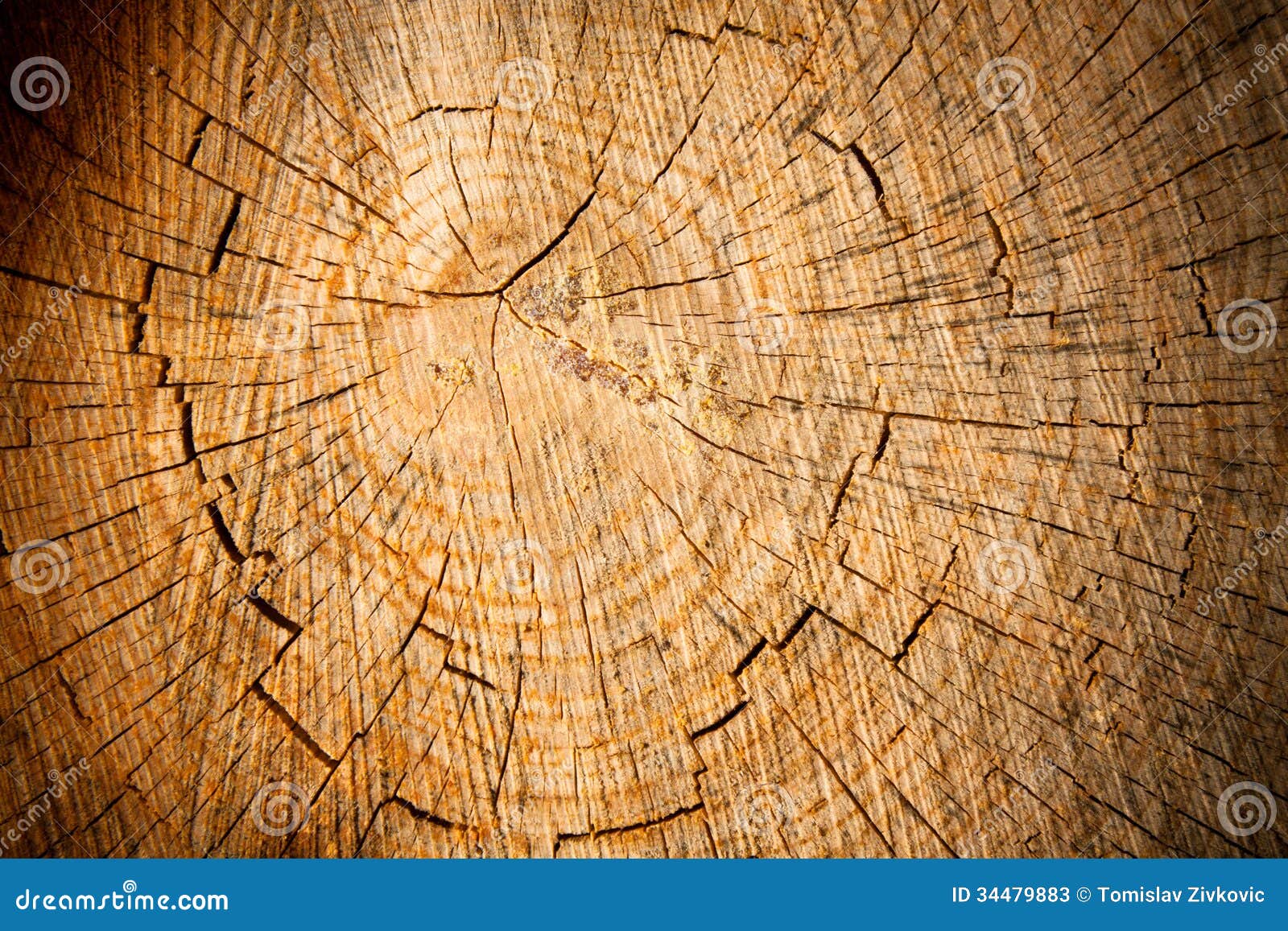Pine tree stump stock image. Image of pine, brown, circle - 34479883