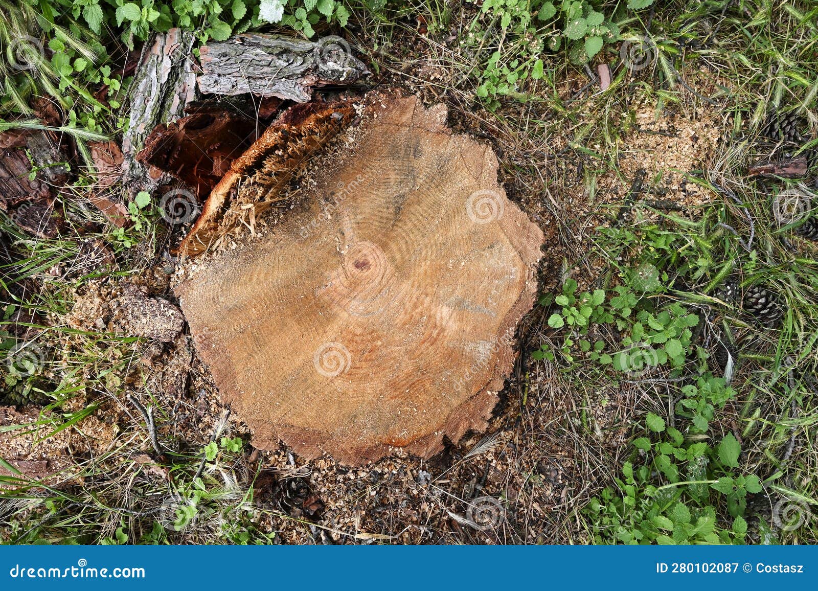 Pine tree stump stock image. Image of outdoors, forest - 280102087