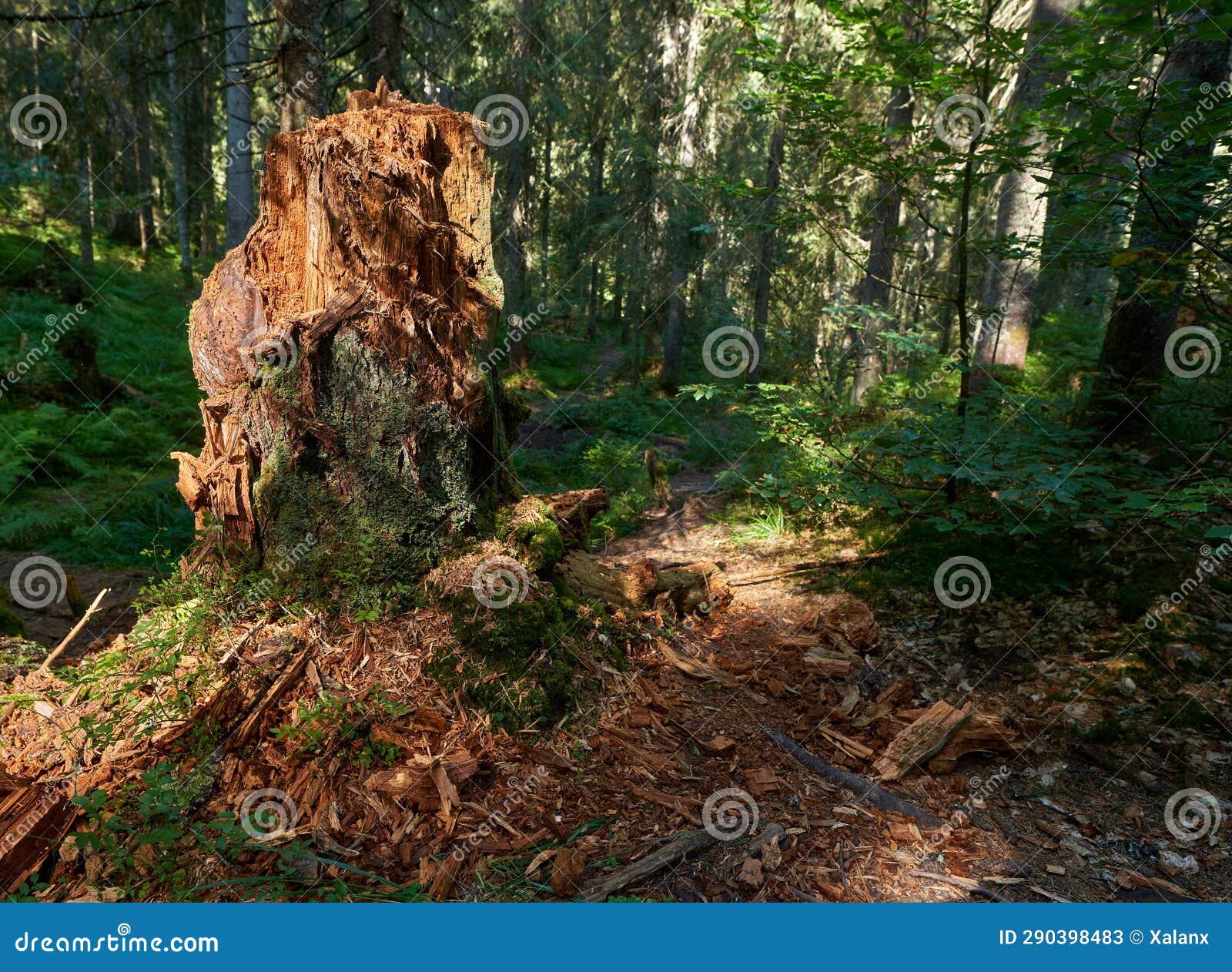 Pine tree stump stock image. Image of fallen, wood, pine - 290398483
