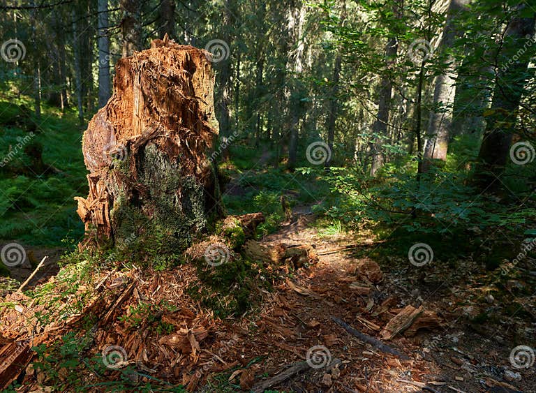 Pine tree stump stock image. Image of fallen, wood, pine - 290398483