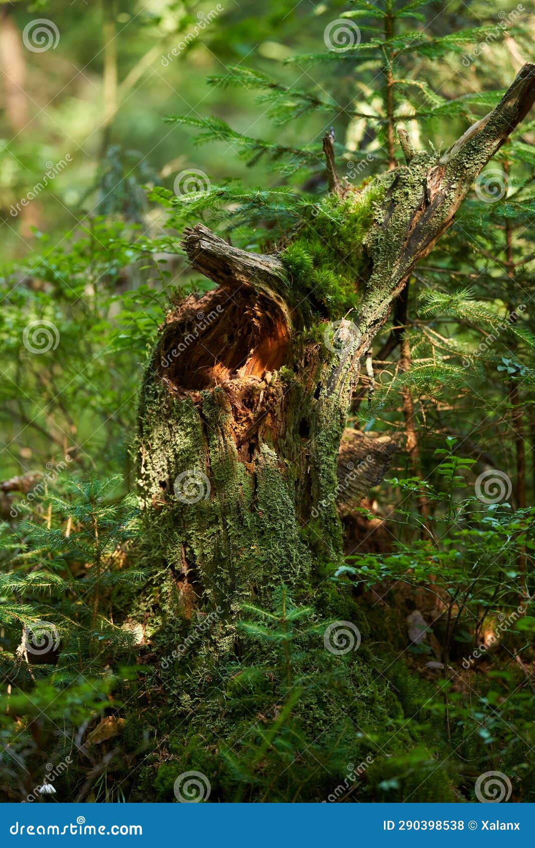 Pine tree stump stock photo. Image of decay, dead, natural - 290398538