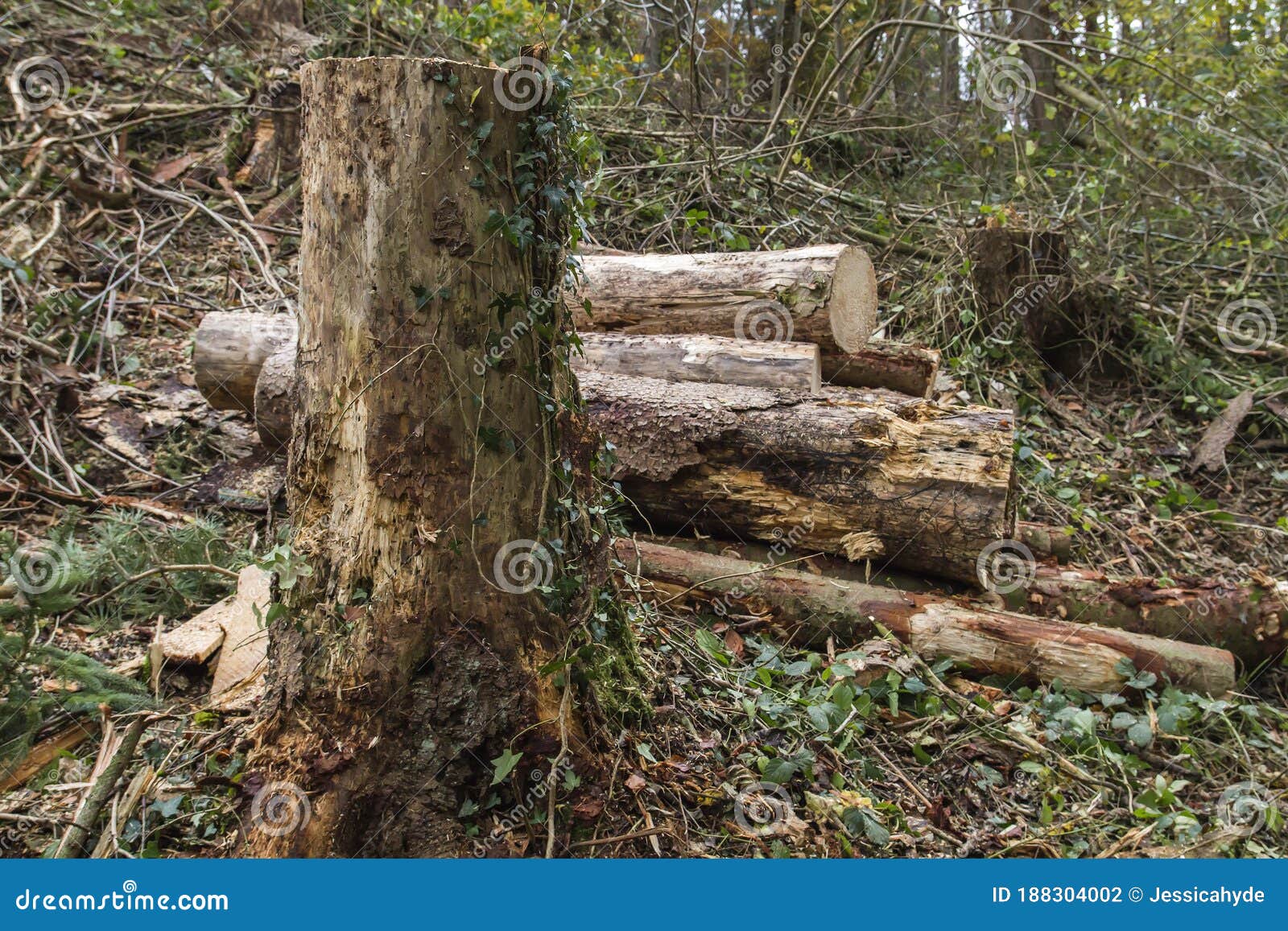 Pine tree stump and logs stock photo. Image of logging - 188304002
