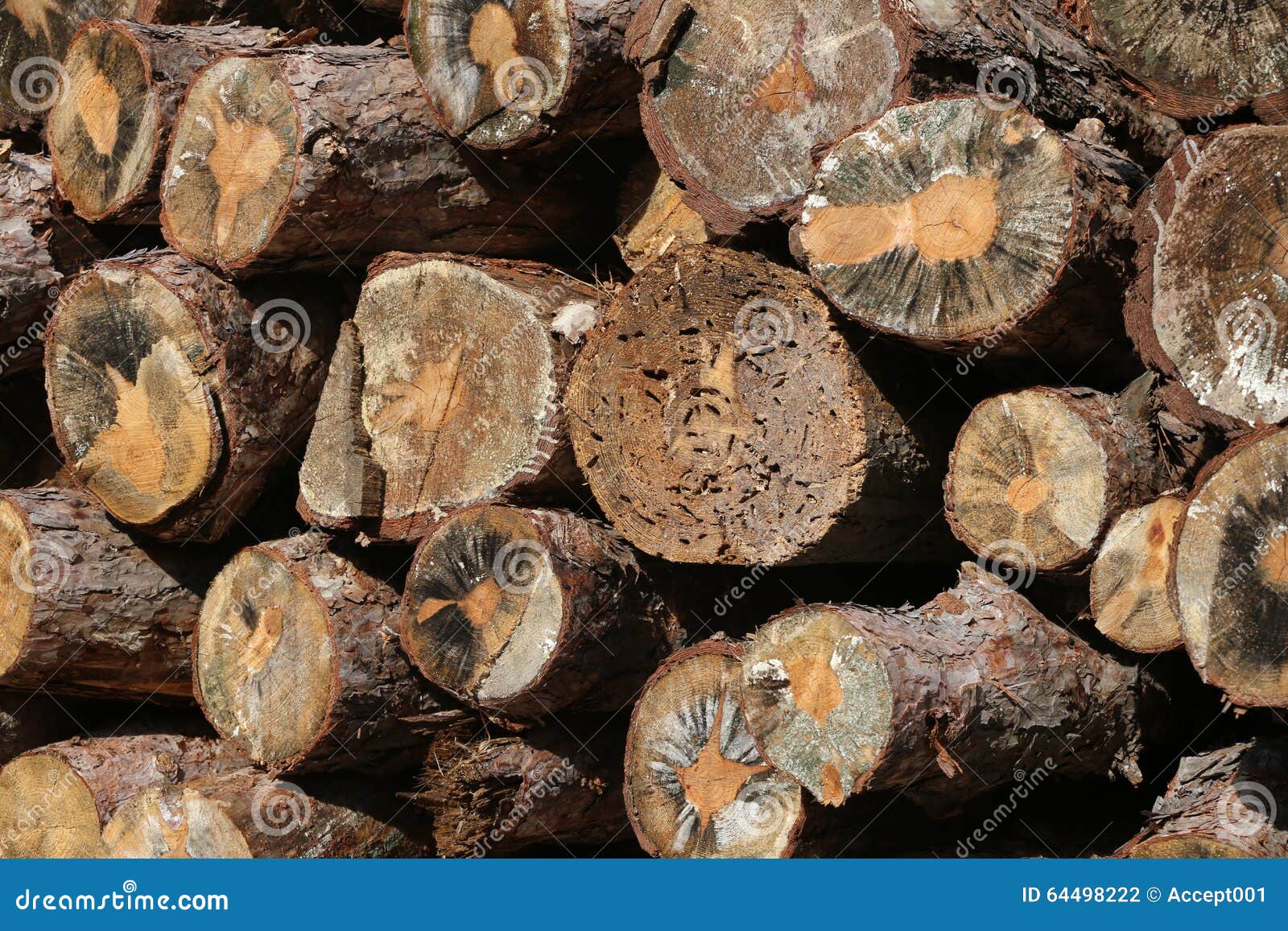 Pine Tree Stumps in Autumn Forest in Row Stock Photo - Image of branch ...