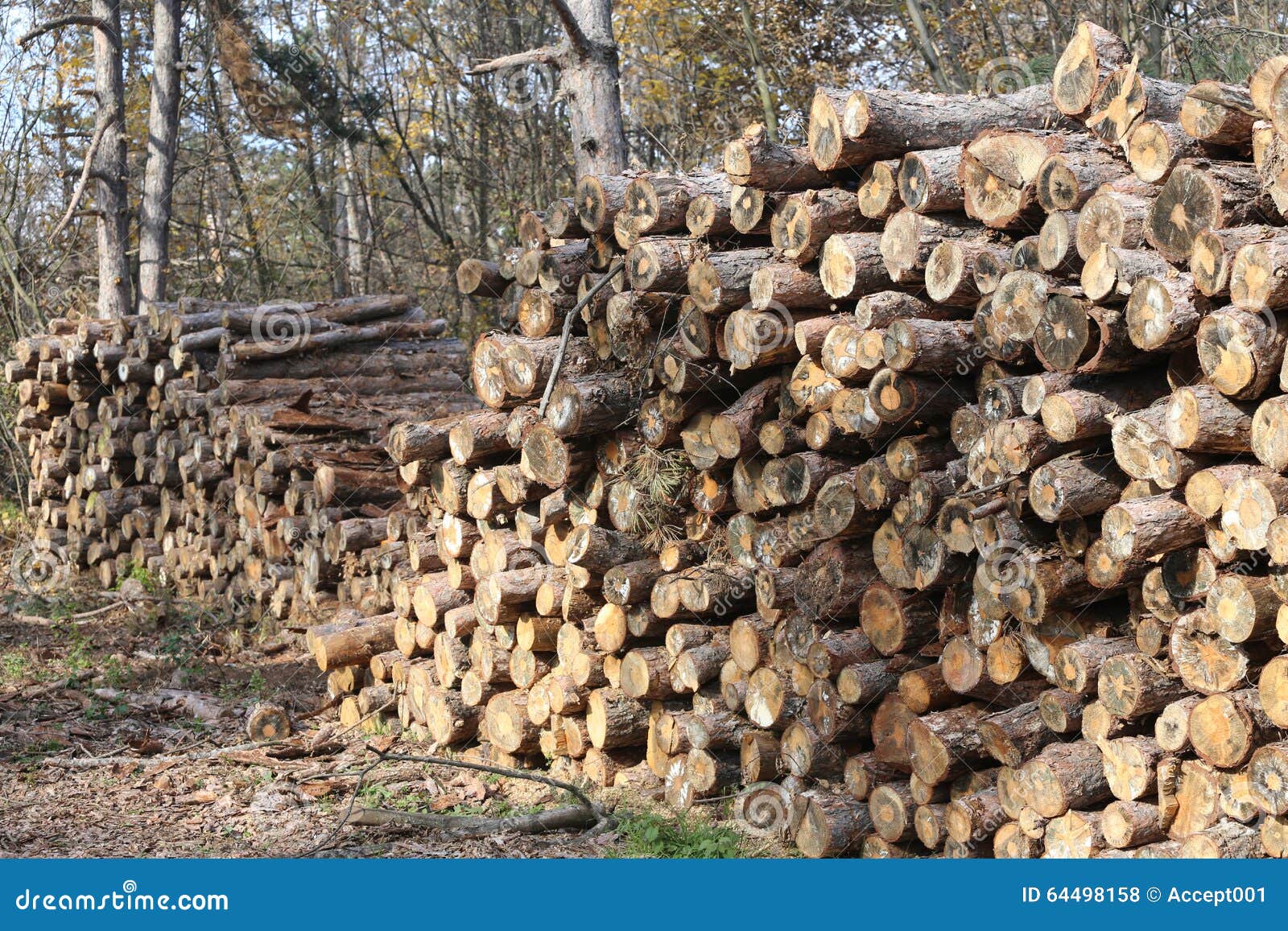 Pine Tree Stumps in Autumn Forest in Row Stock Photo - Image of ...