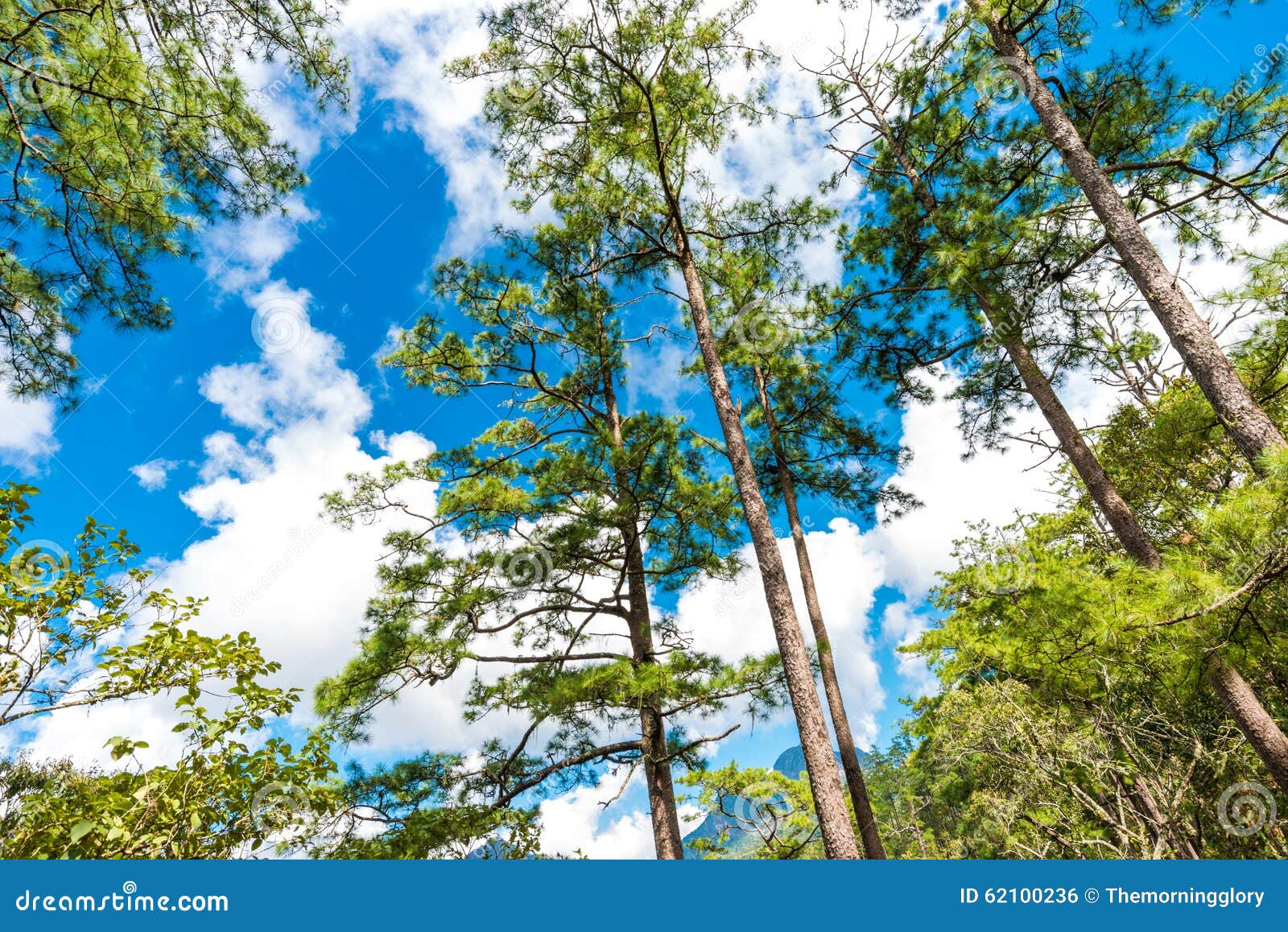 Pine Tree on Sub Alpine Mountain Forest Stock Photo - Image of autumn ...