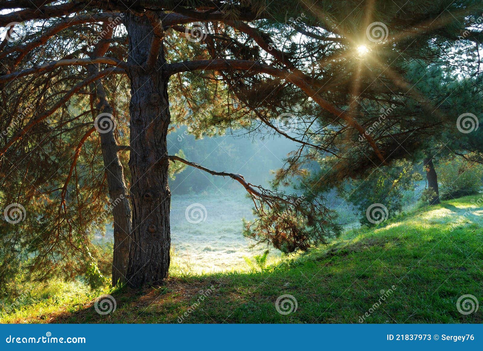 Pine Tree and Sun Rays through the Branches Stock Image - Image of rays ...