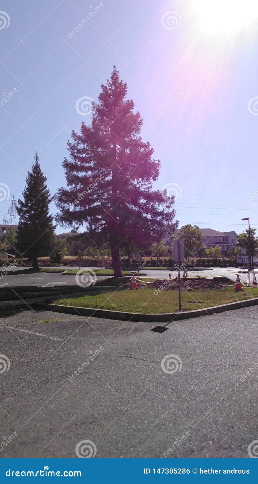 Pine tree on a sunny day stock photo. Image of tree - 147305286