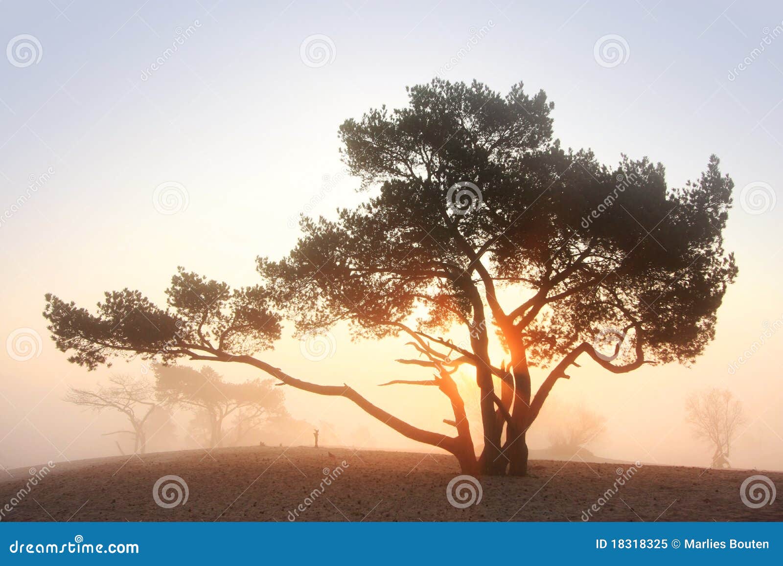 Pine-tree at sunrise stock image. Image of sand, dusk - 18318325