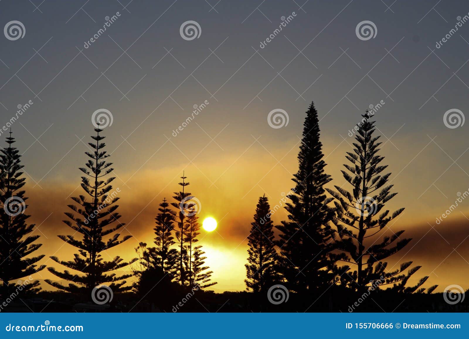 Pine tree sunset stock photo. Image of pine, nature - 155706666