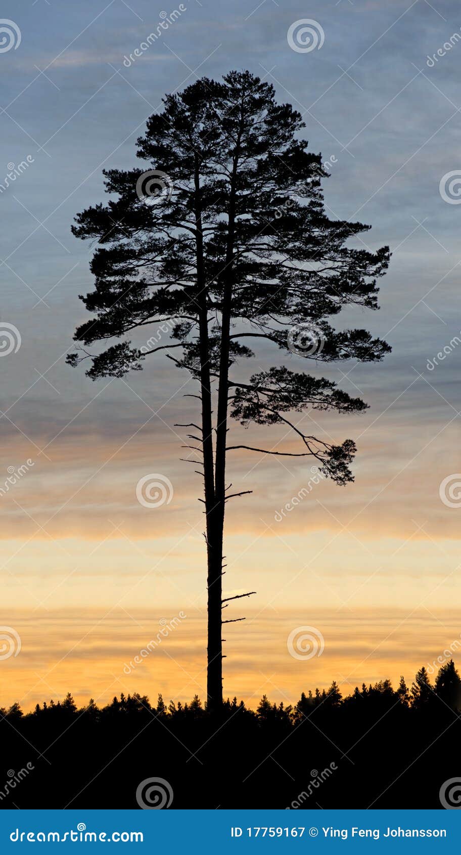 Pine tree in sunset stock image. Image of tree, forest - 17759167