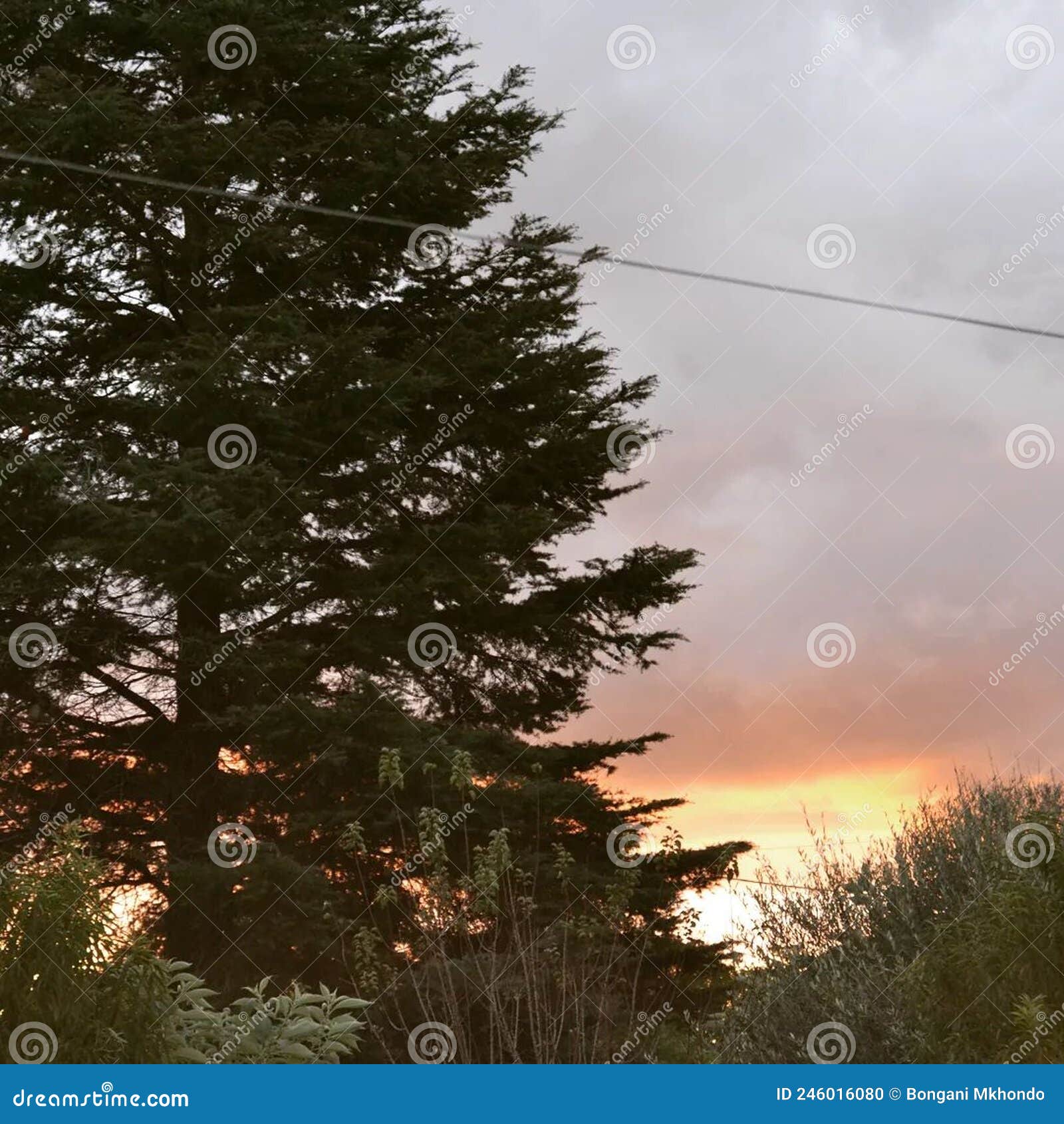 Pine tree sunset stock photo. Image of flower, sunlight - 246016080