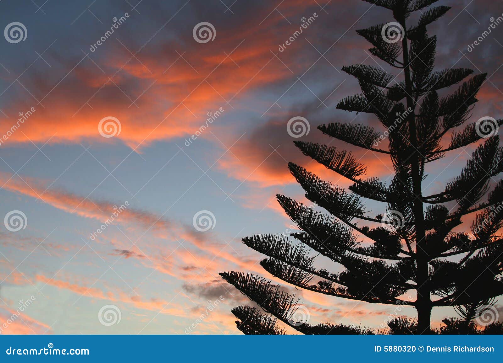 Pine tree at sunset stock photo. Image of peaceful, silhouette - 5880320