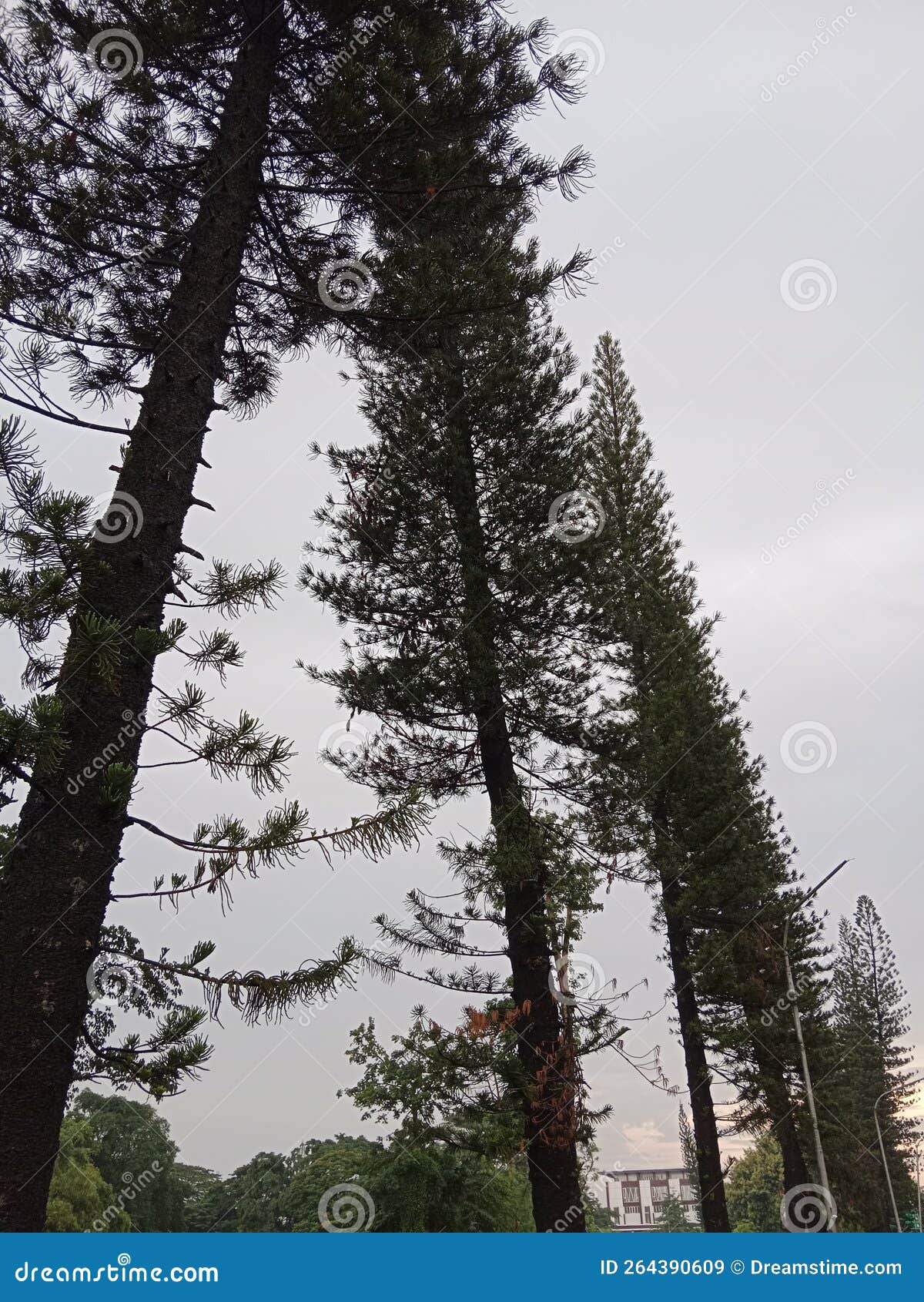 Pine Tree at Sunset with Clear View Stock Image - Image of tree, clear ...