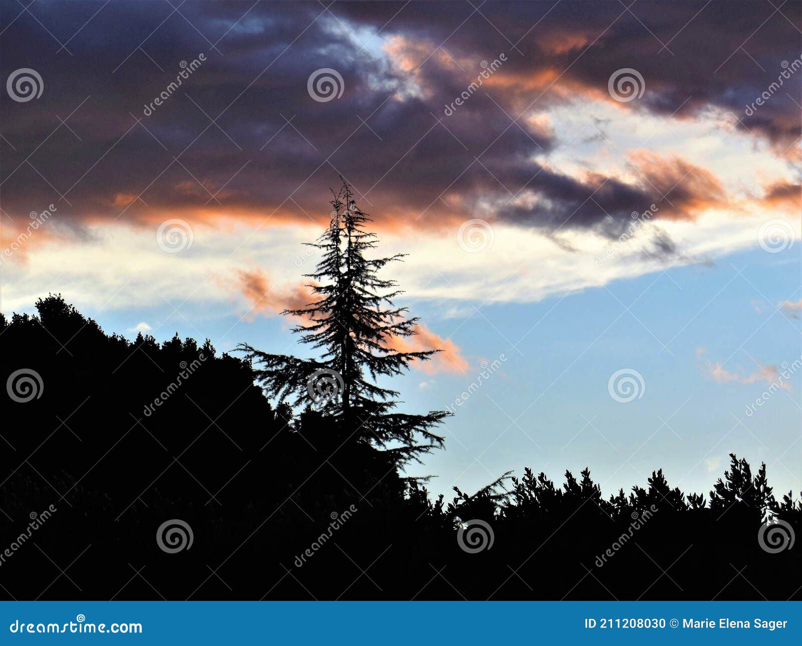 Pine Tree Sunset stock photo. Image of trees, sunset - 211208030
