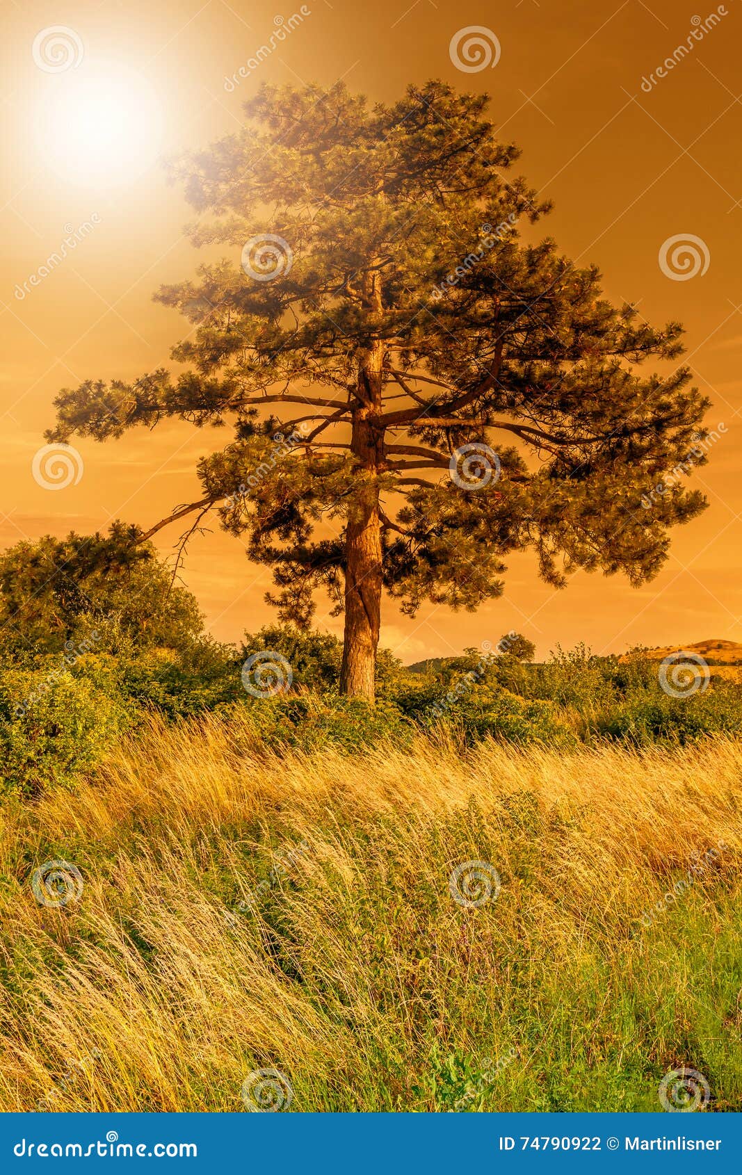 Pine tree with in sunset stock photo. Image of pine, forest - 74790922