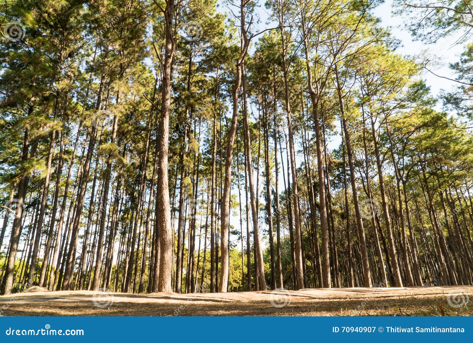 Pine Tree with Sunshine and Shadow Stock Image - Image of elliottii ...