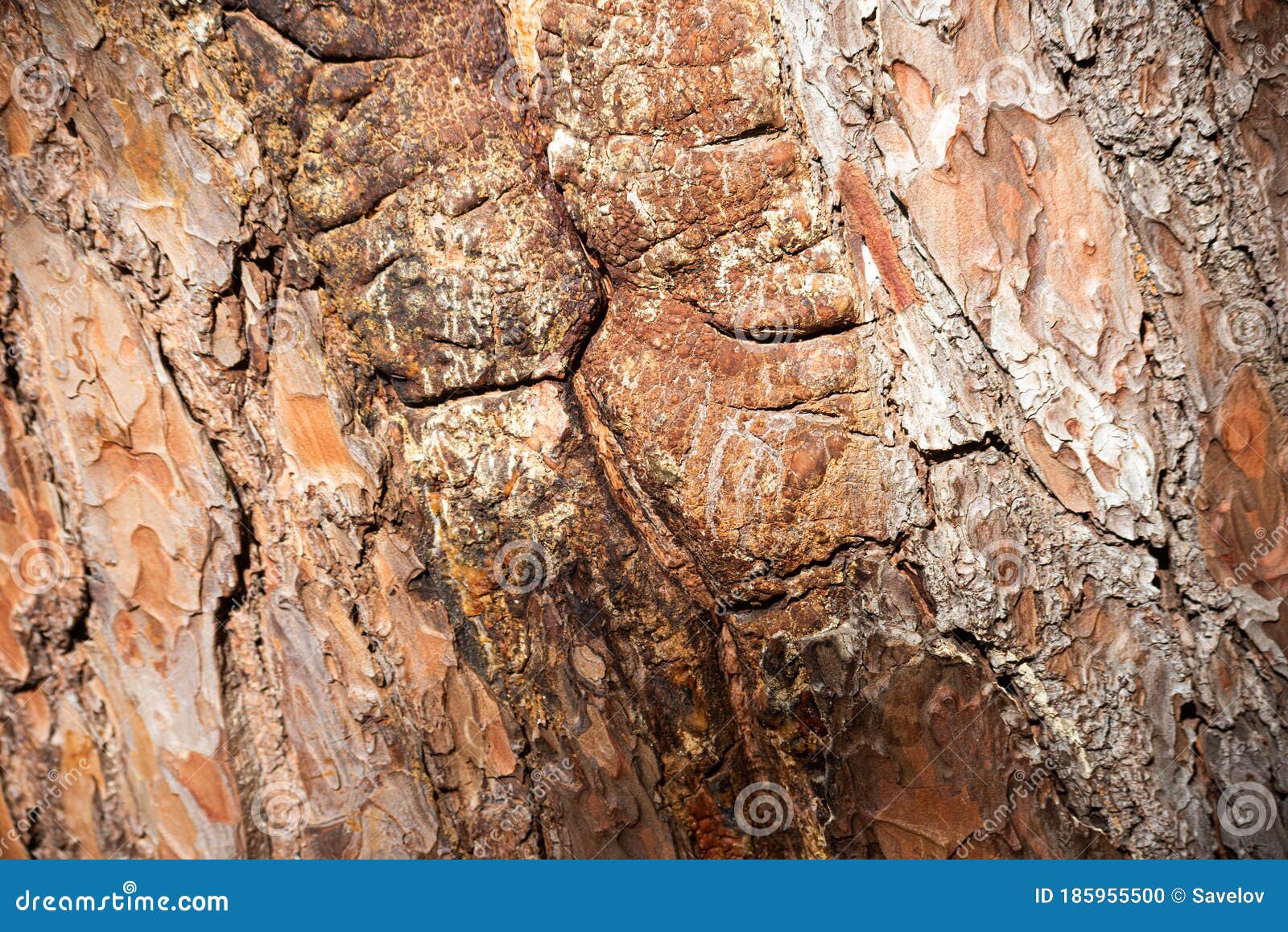 Pine tree texture is close stock photo. Image of pine - 185955500