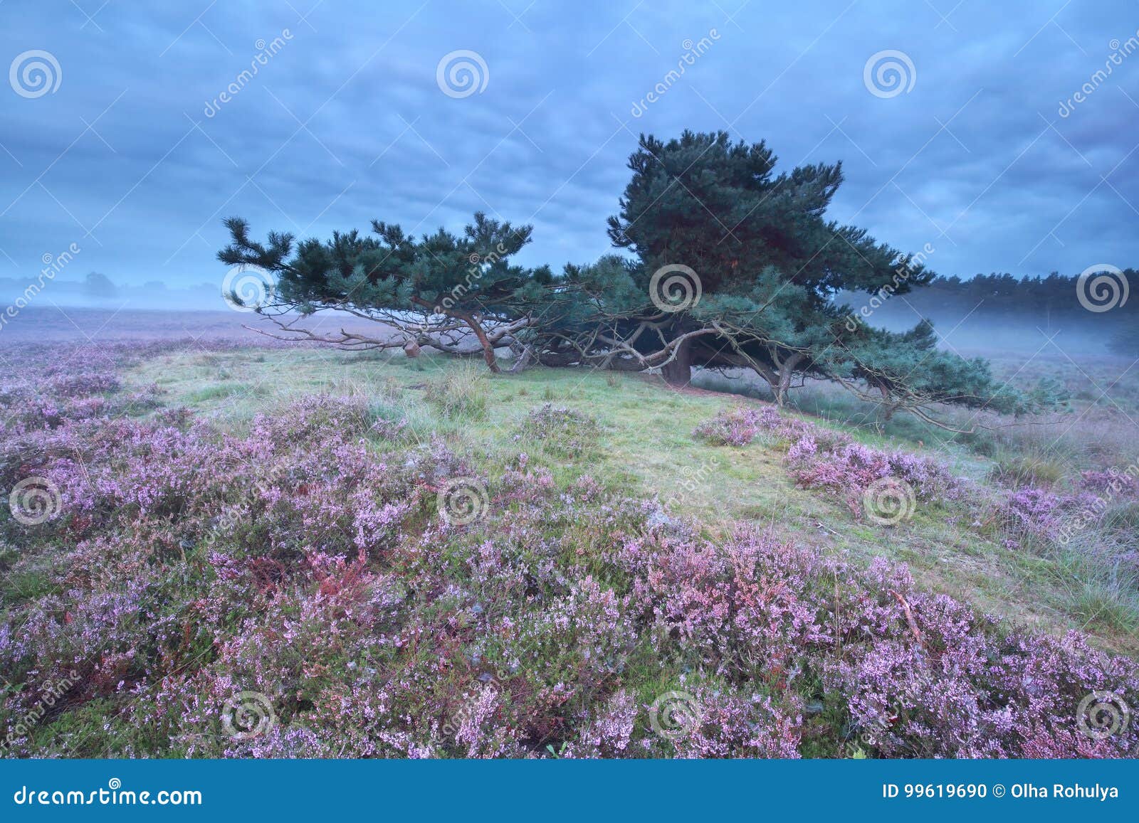 Pine Tree Surrounded with Pink Heather Stock Photo - Image of hill ...