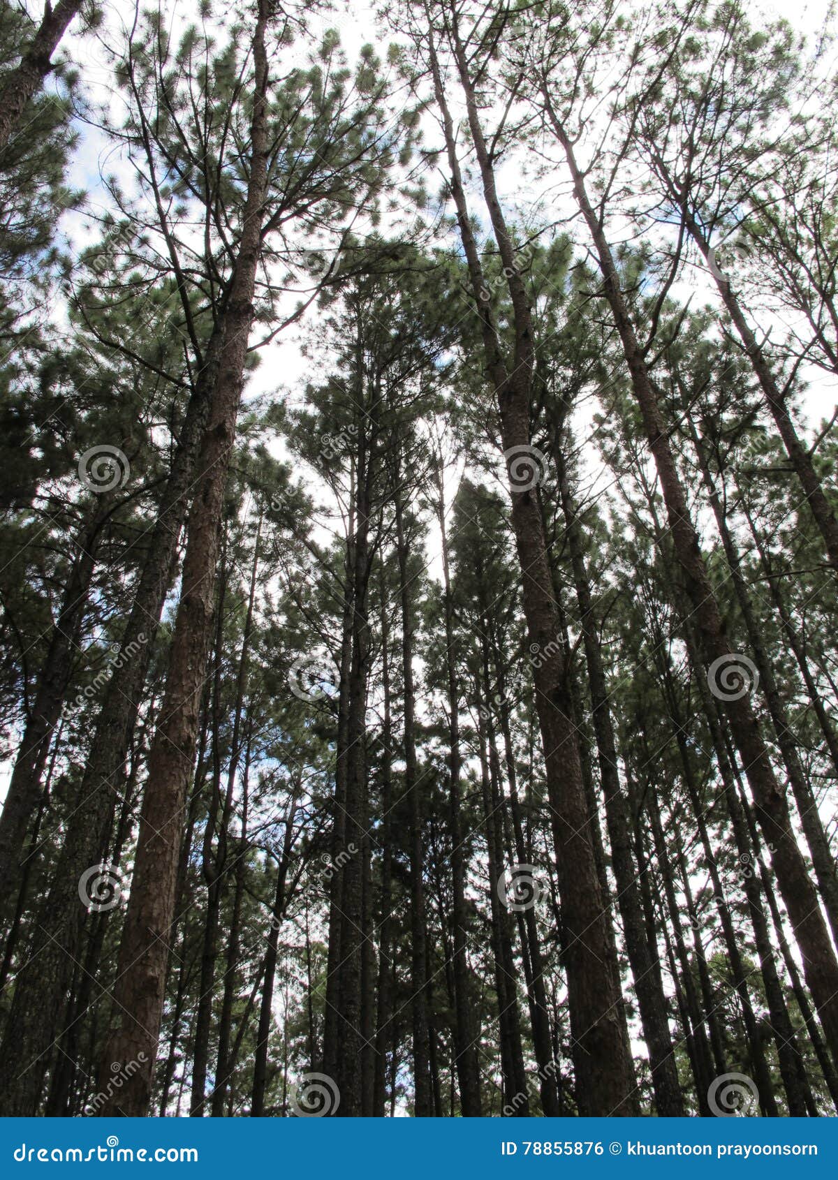 Pine tree stock photo. Image of nature, biome, ecosystem - 78855876