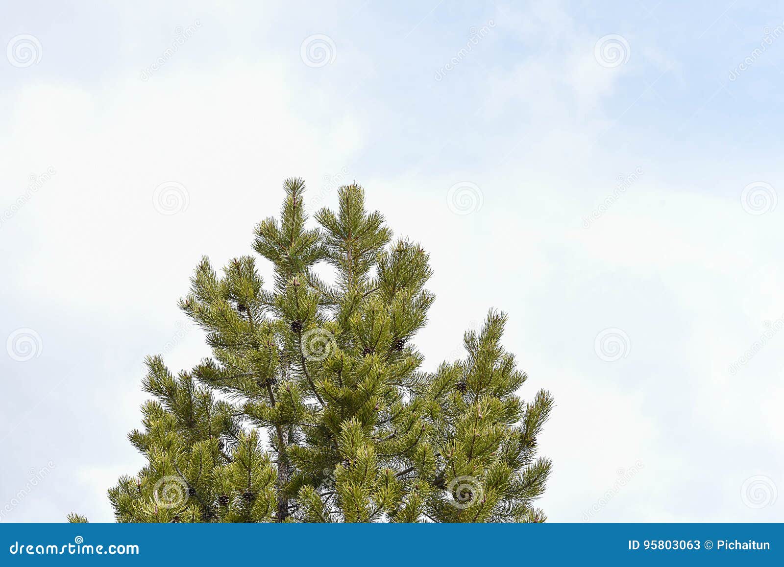 Pine tree stock image. Image of winter, plant, tree, shaped - 95803063