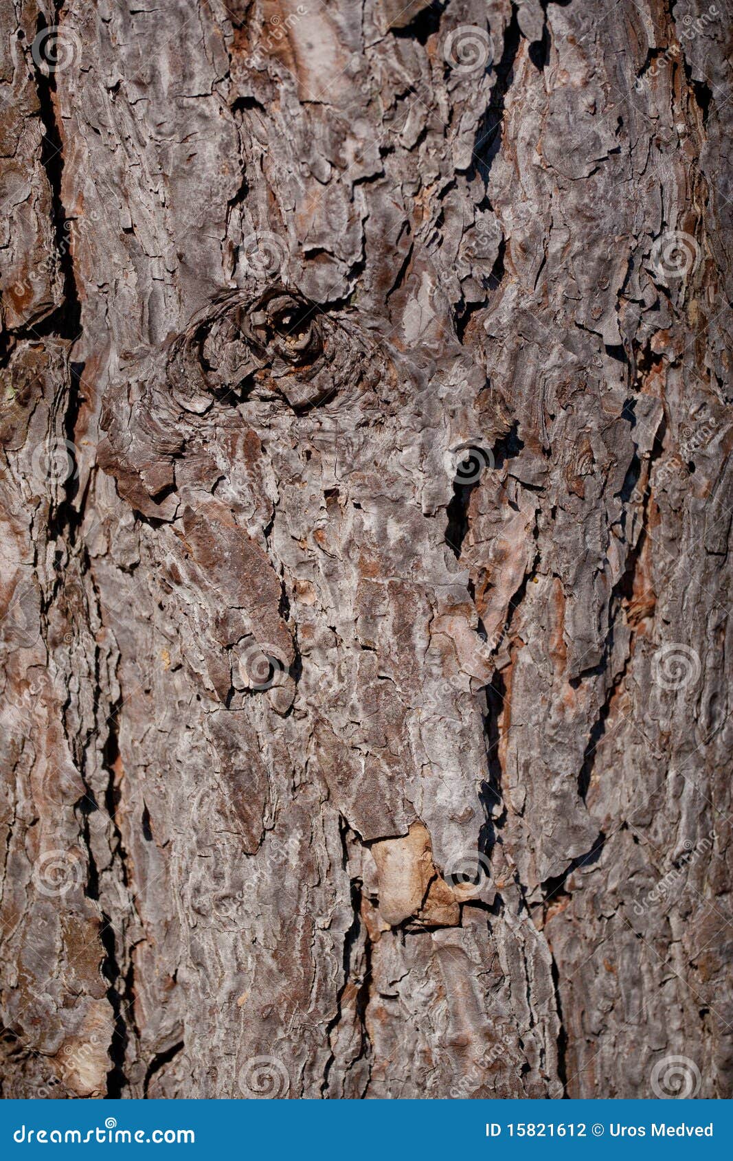 Pine tree texture stock photo. Image of line, forest - 15821612