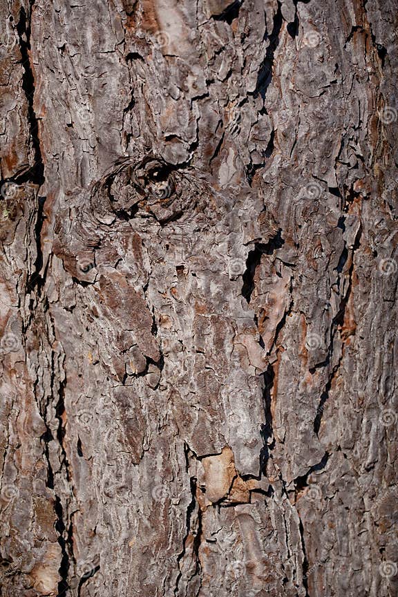 Pine tree texture stock photo. Image of line, forest - 15821612