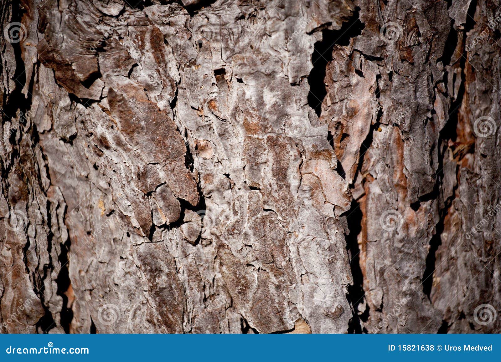 Pine tree texture stock photo. Image of close, line, decay - 15821638