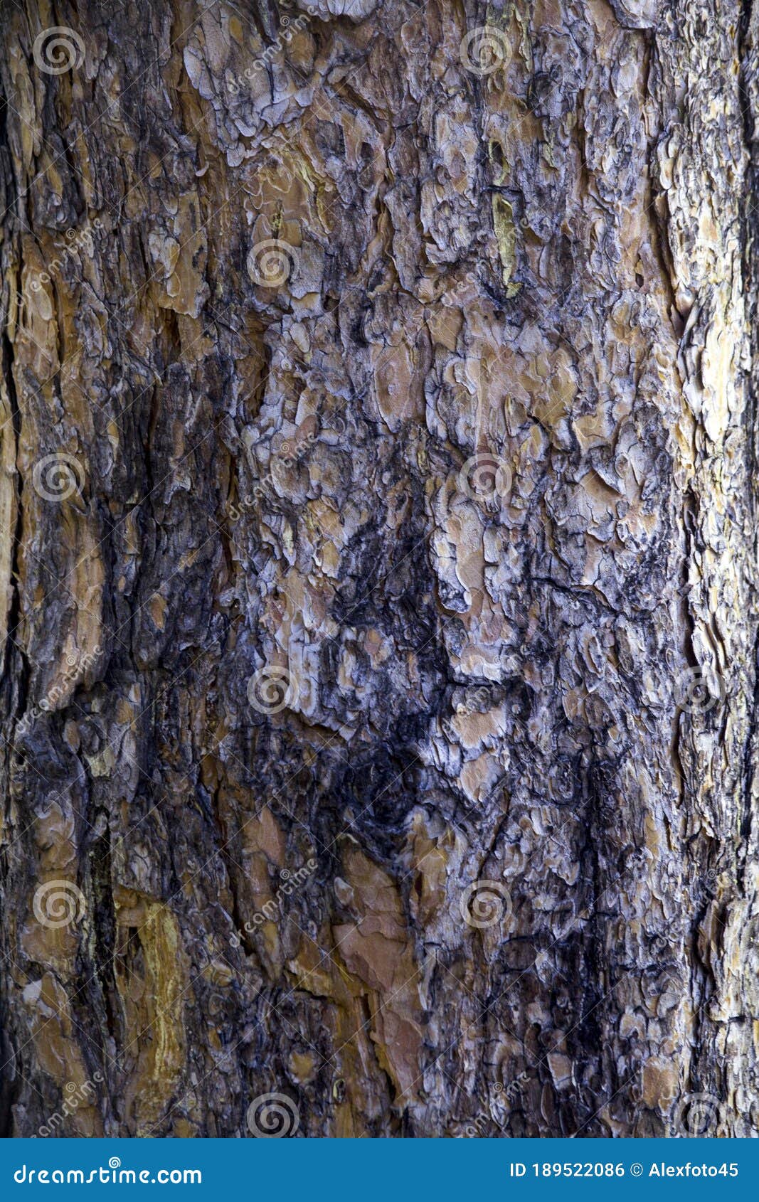 Pine Tree Texture. Background for Design Stock Photo - Image of pine ...