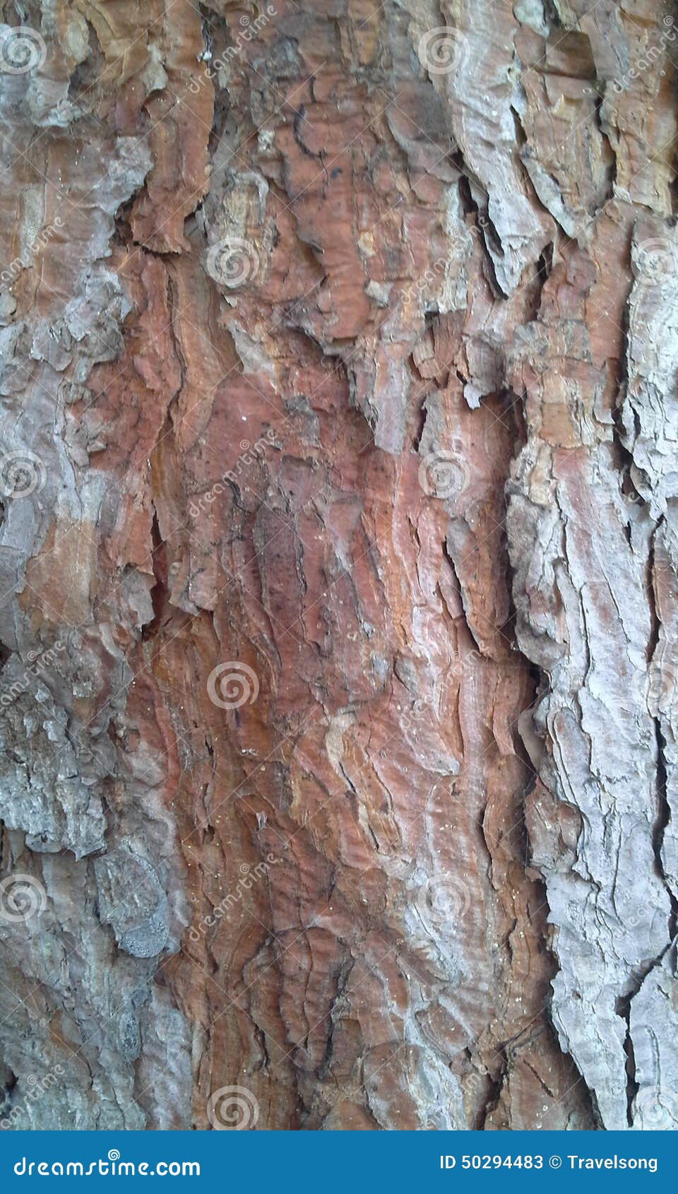 Pine tree texture stock image. Image of brown, texture - 50294483