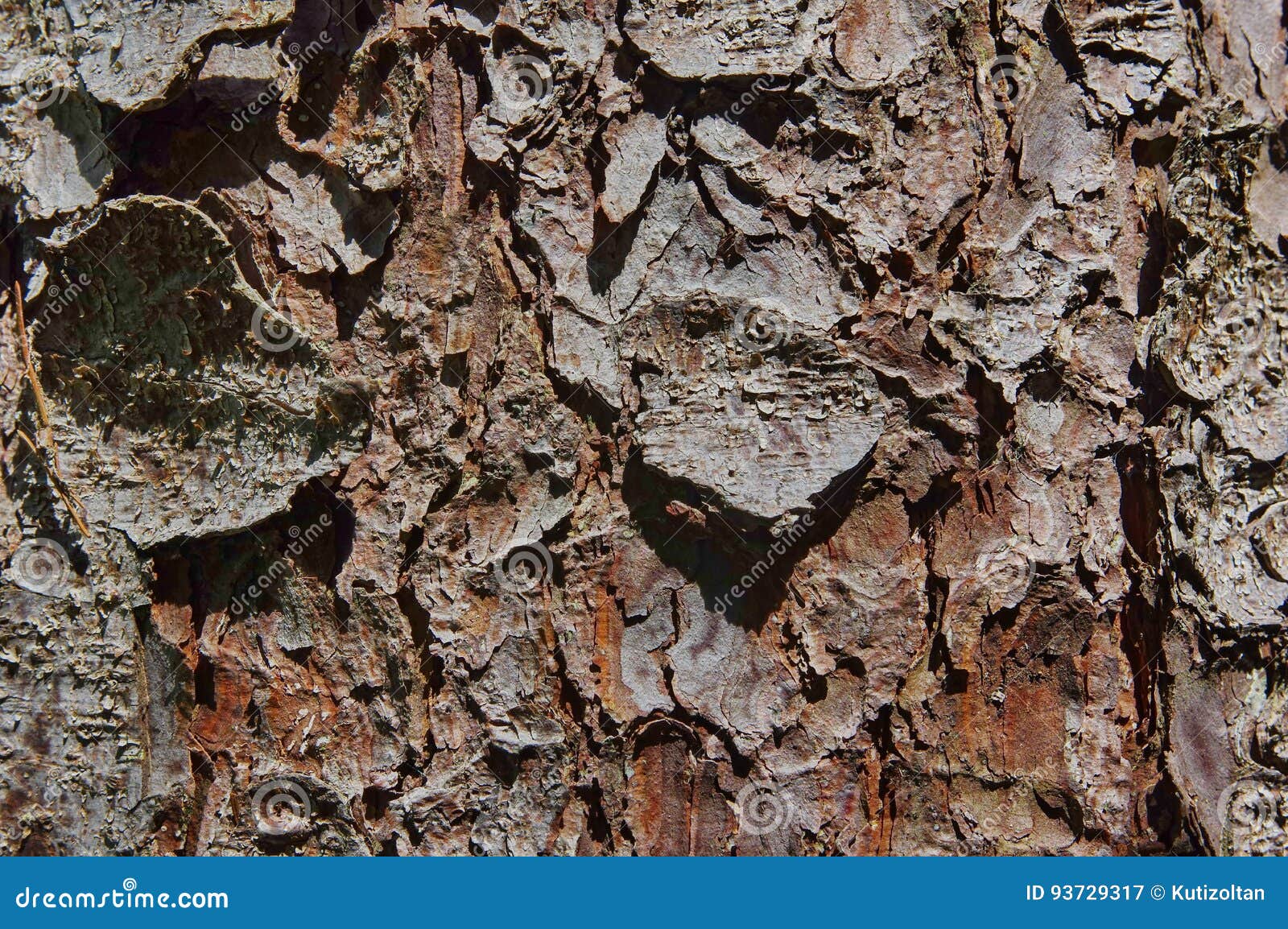 Pine tree texture stock image. Image of stain, line, detail - 93729317
