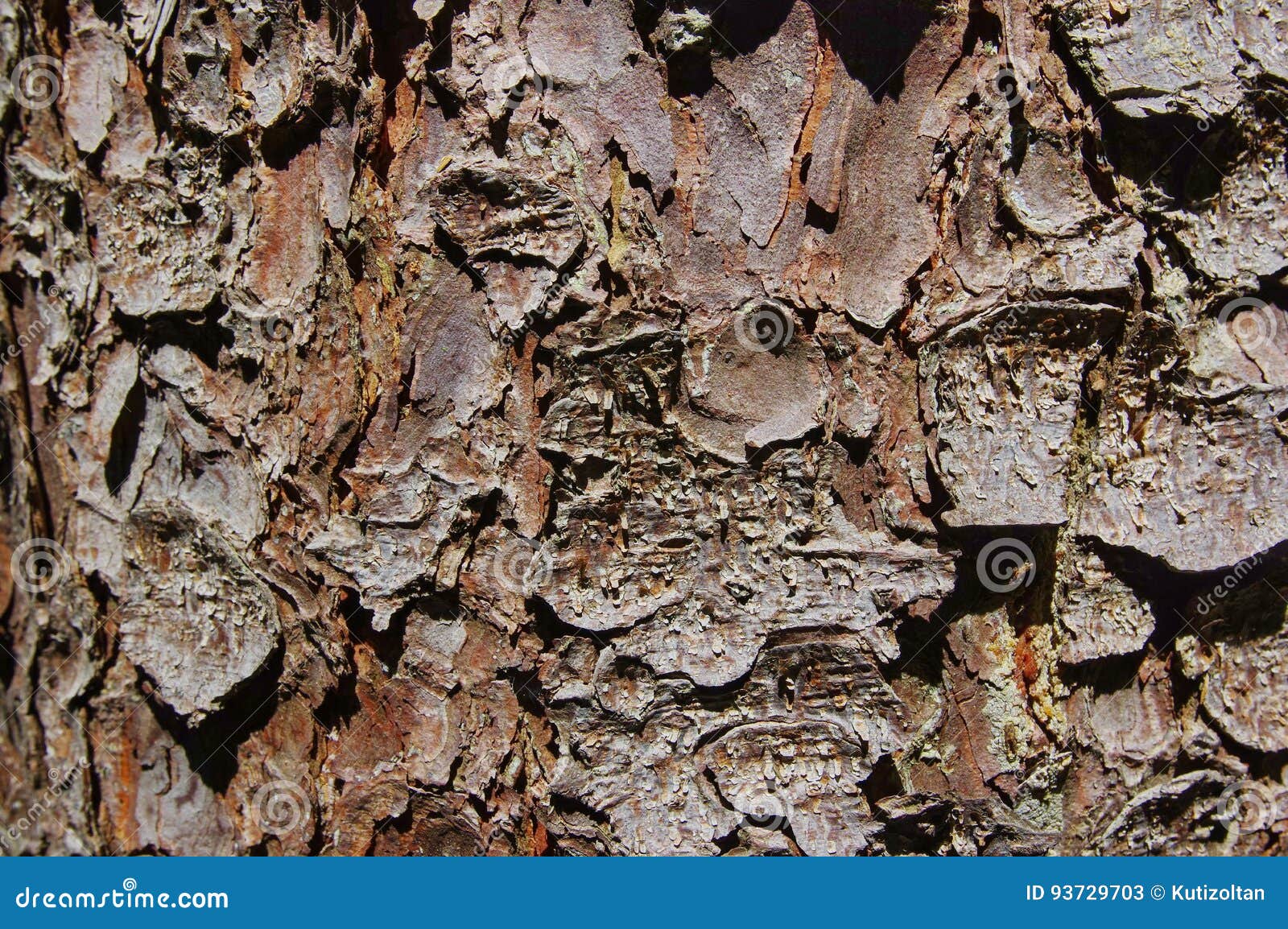 Pine tree texture 2 stock image. Image of aging, dirty - 93729703