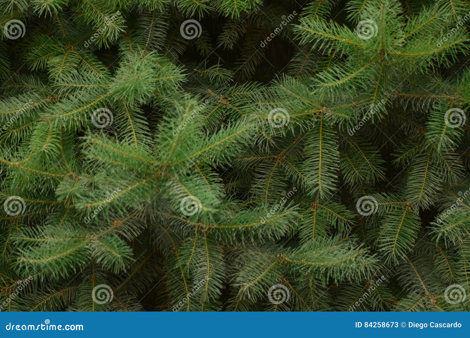 Pine Tree Texture stock image. Image of trees, pine, patagonia - 84258673