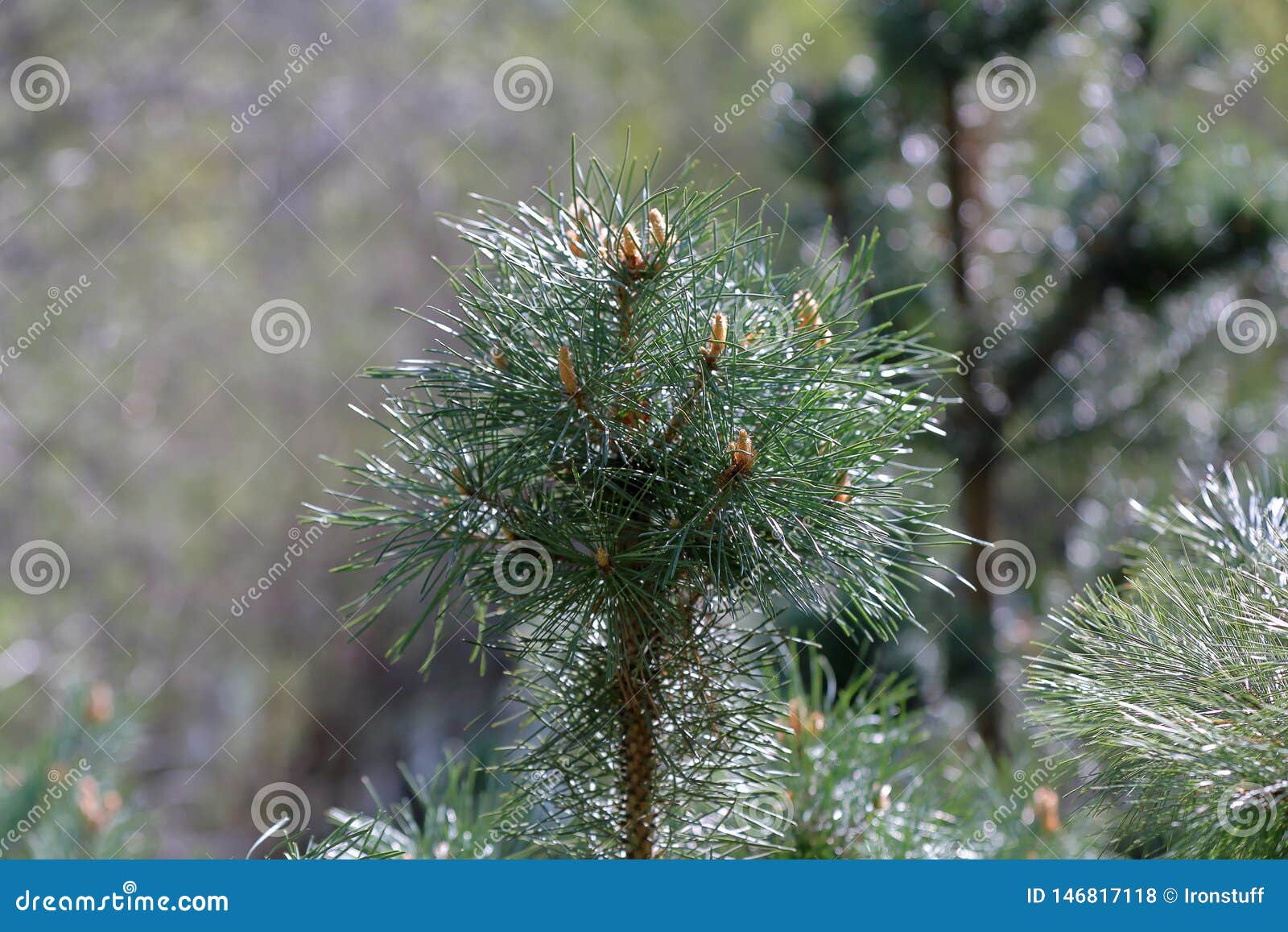 Pine tree texture stock photo. Image of bush, botany - 146817118
