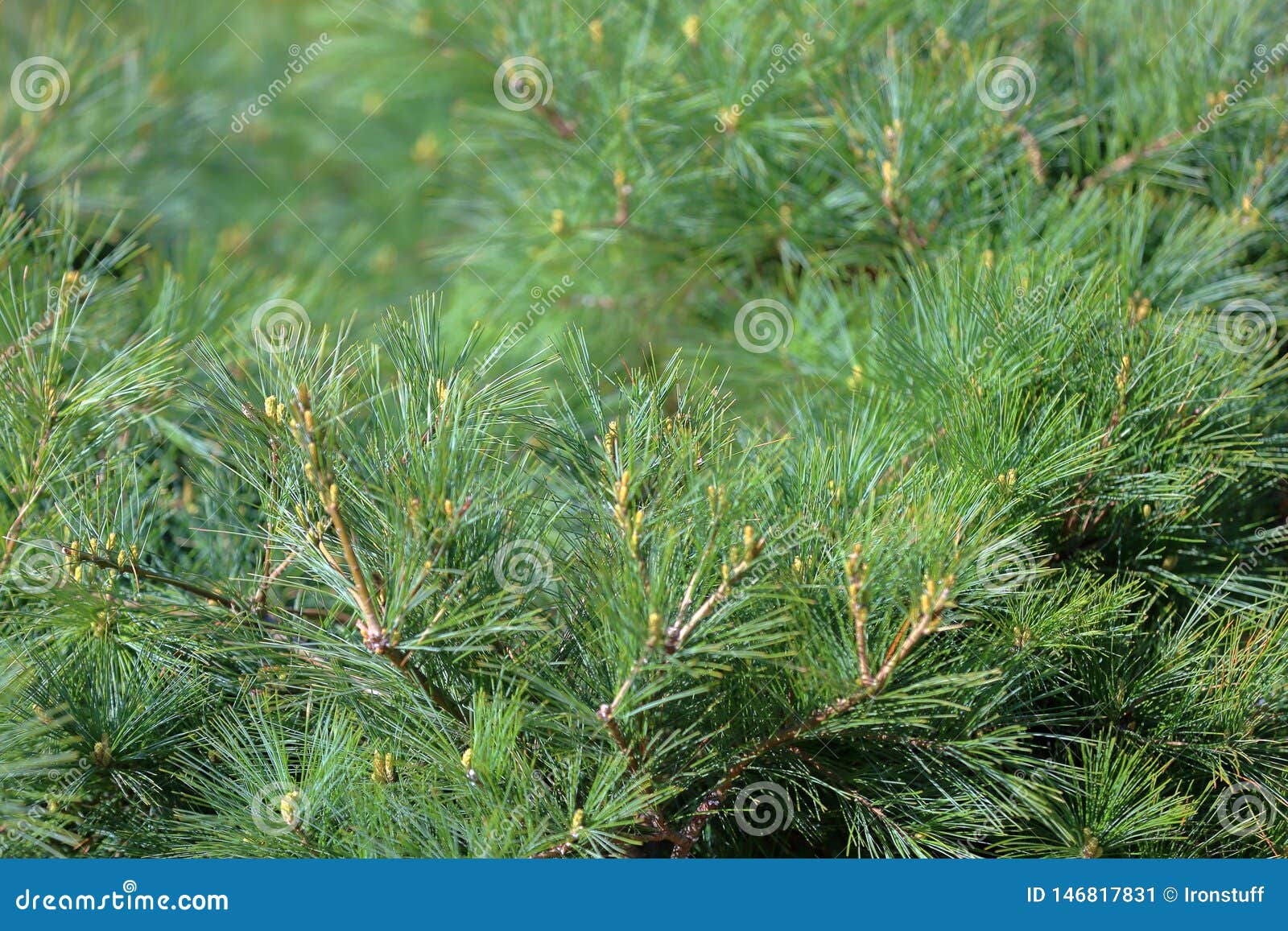 Pine tree texture stock image. Image of freshness, beautiful - 146817831