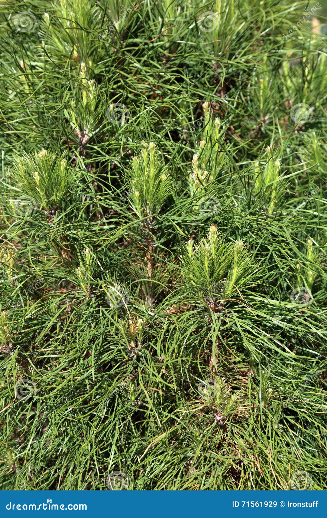 Pine tree texture stock image. Image of needle, leaves - 71561929