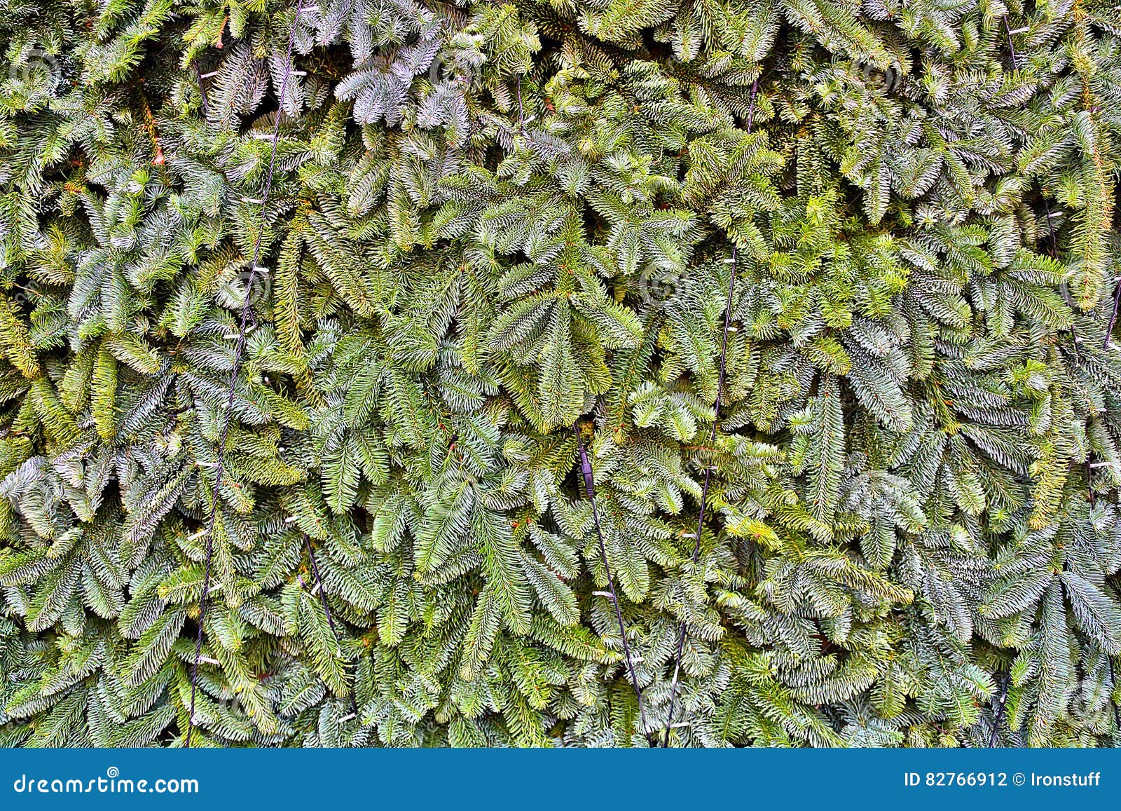 Pine tree texture stock photo. Image of flora, plant - 82766912