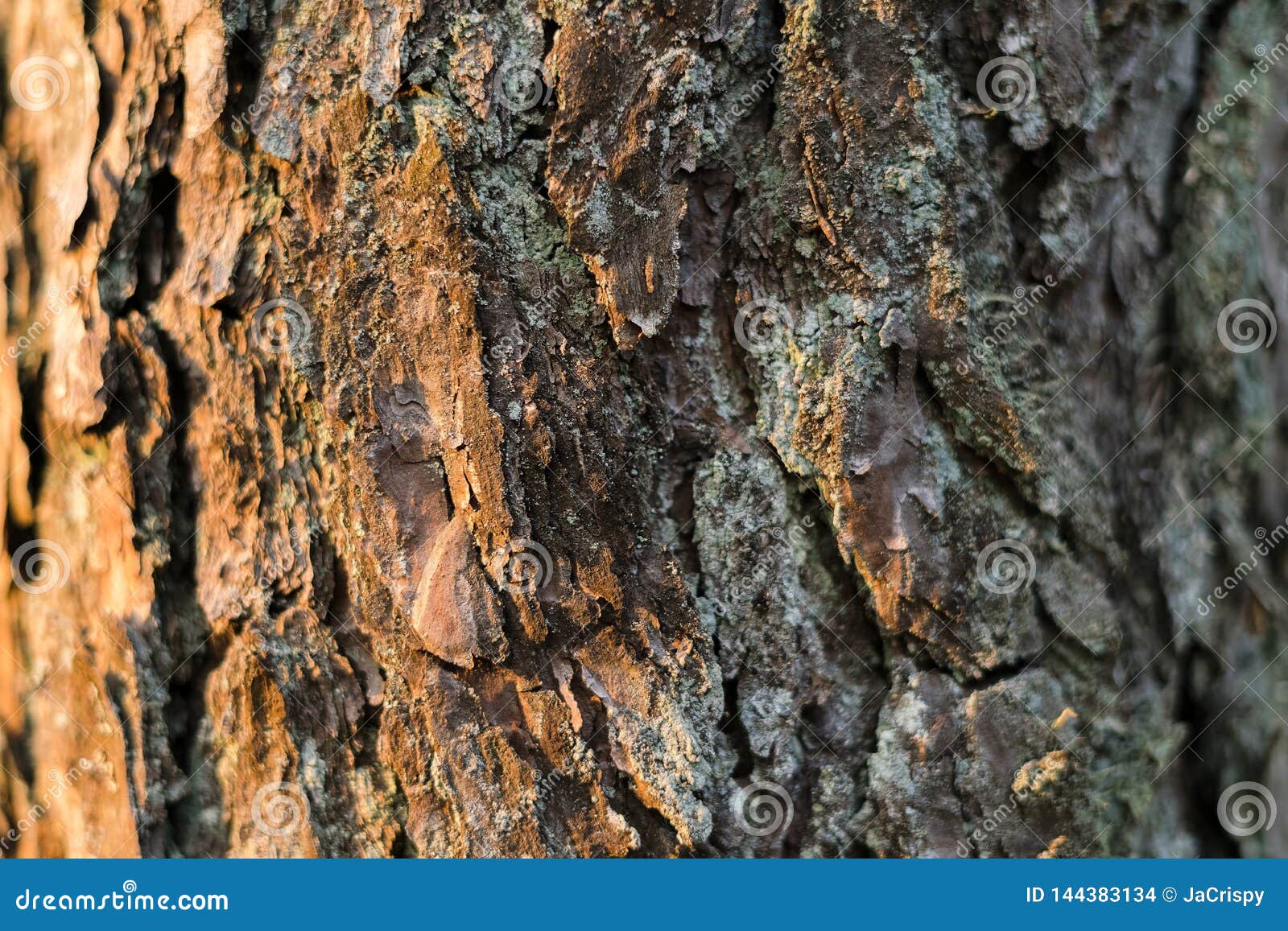 Pine Tree Texture Side Lit by Sun in the Forest. Tree Bark in the Woods ...