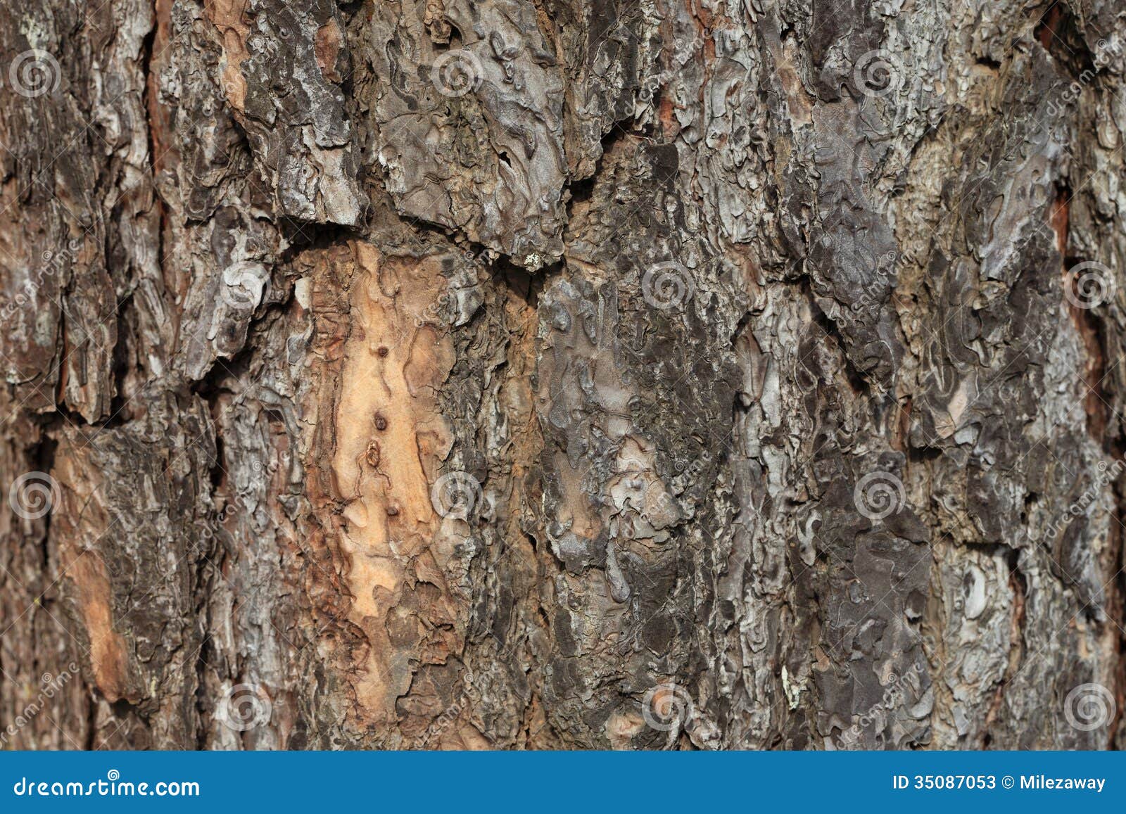 Pine tree texture stock image. Image of pattern, wooden - 35087053