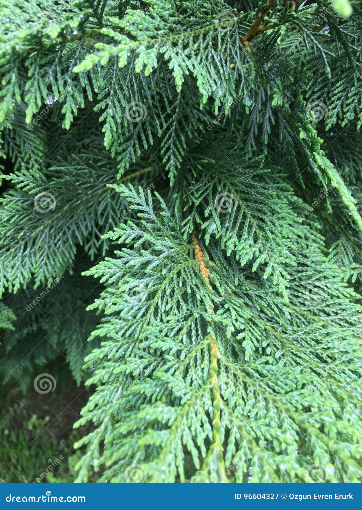 Pine tree texture stock image. Image of outdoor, decorative - 96604327