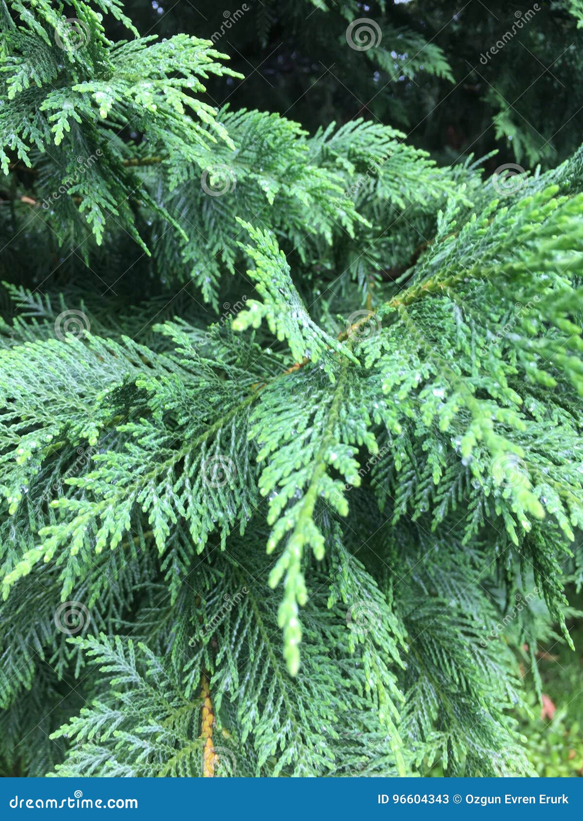 Pine tree texture stock image. Image of decorative, branch - 96604343