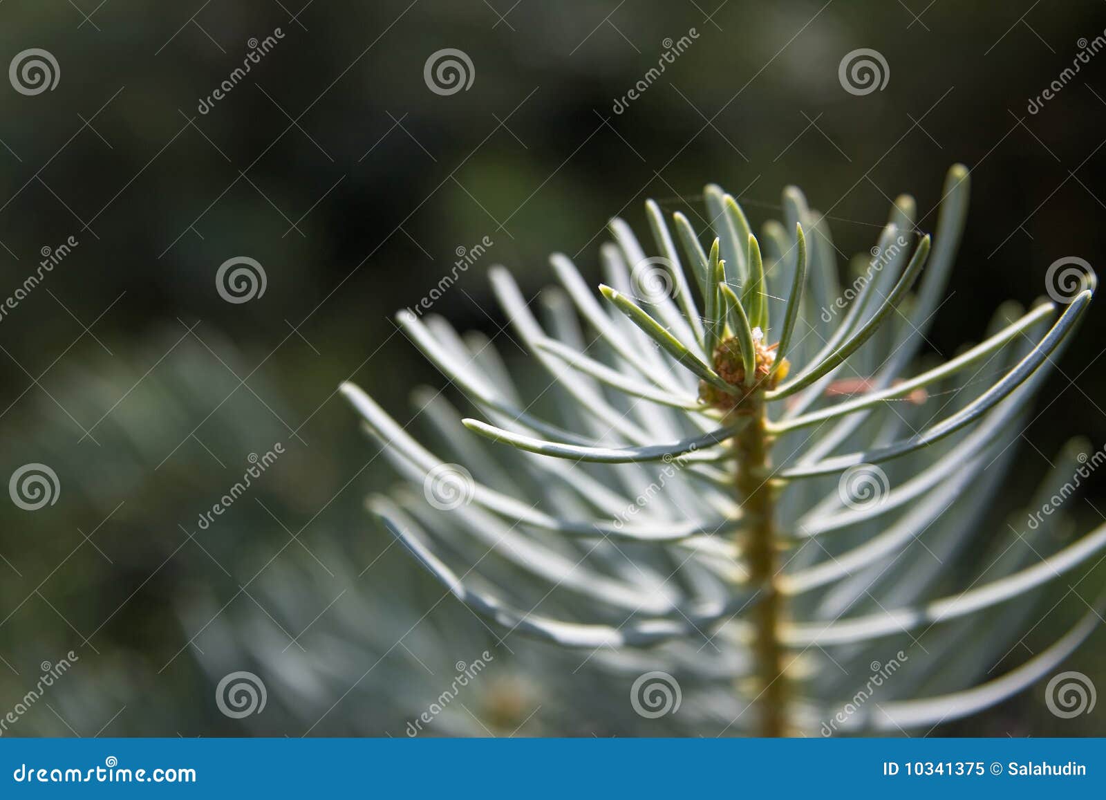 Pine tree tip stock image. Image of conifer, nature, closeup - 10341375