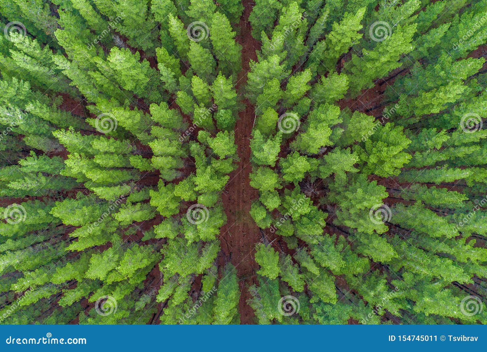 Pine Tree Tops - Aerial View. Stock Image - Image of macedon, beautiful ...