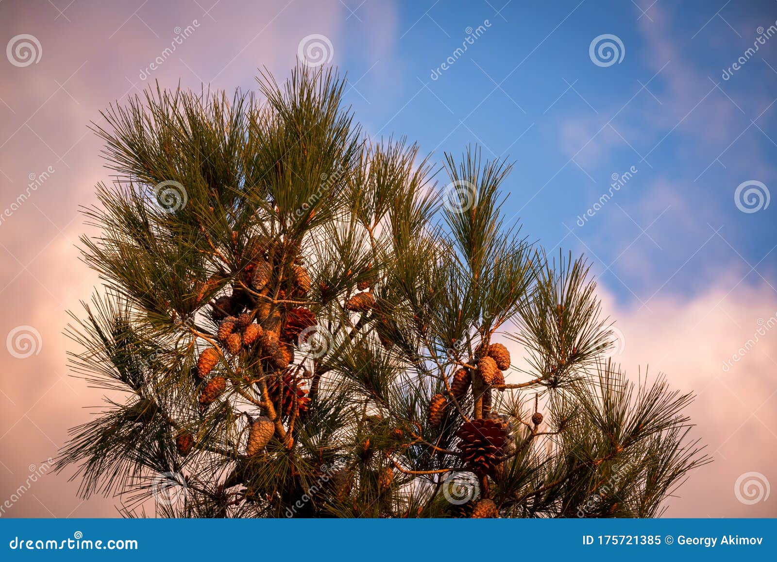 Pine Tree Tops Closeup with Pinecones Stock Image - Image of season ...
